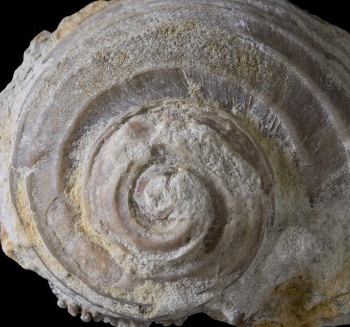 Oriostomatoidea | Fossiilid.info