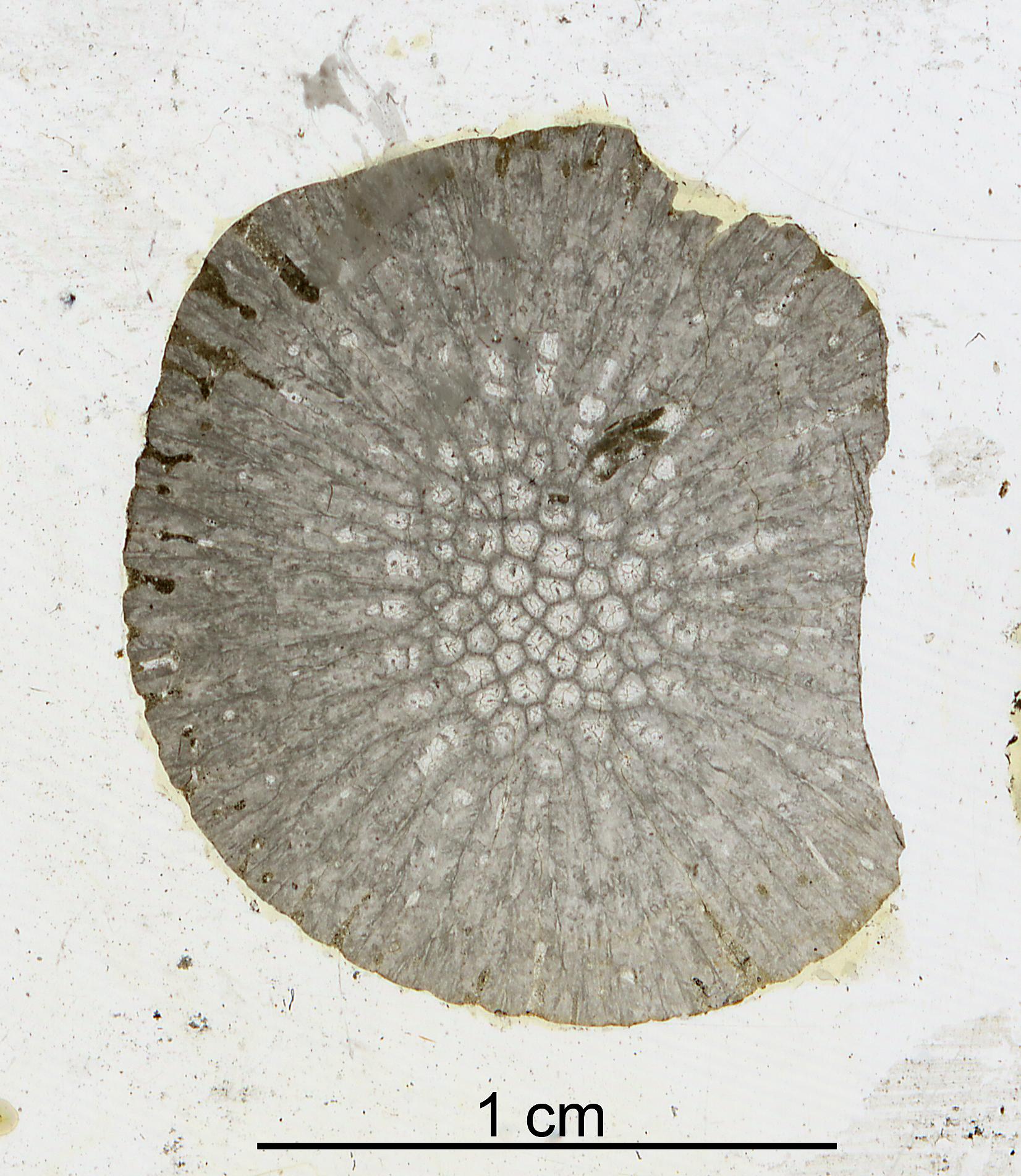 Thamnopora | Fossiilid.info