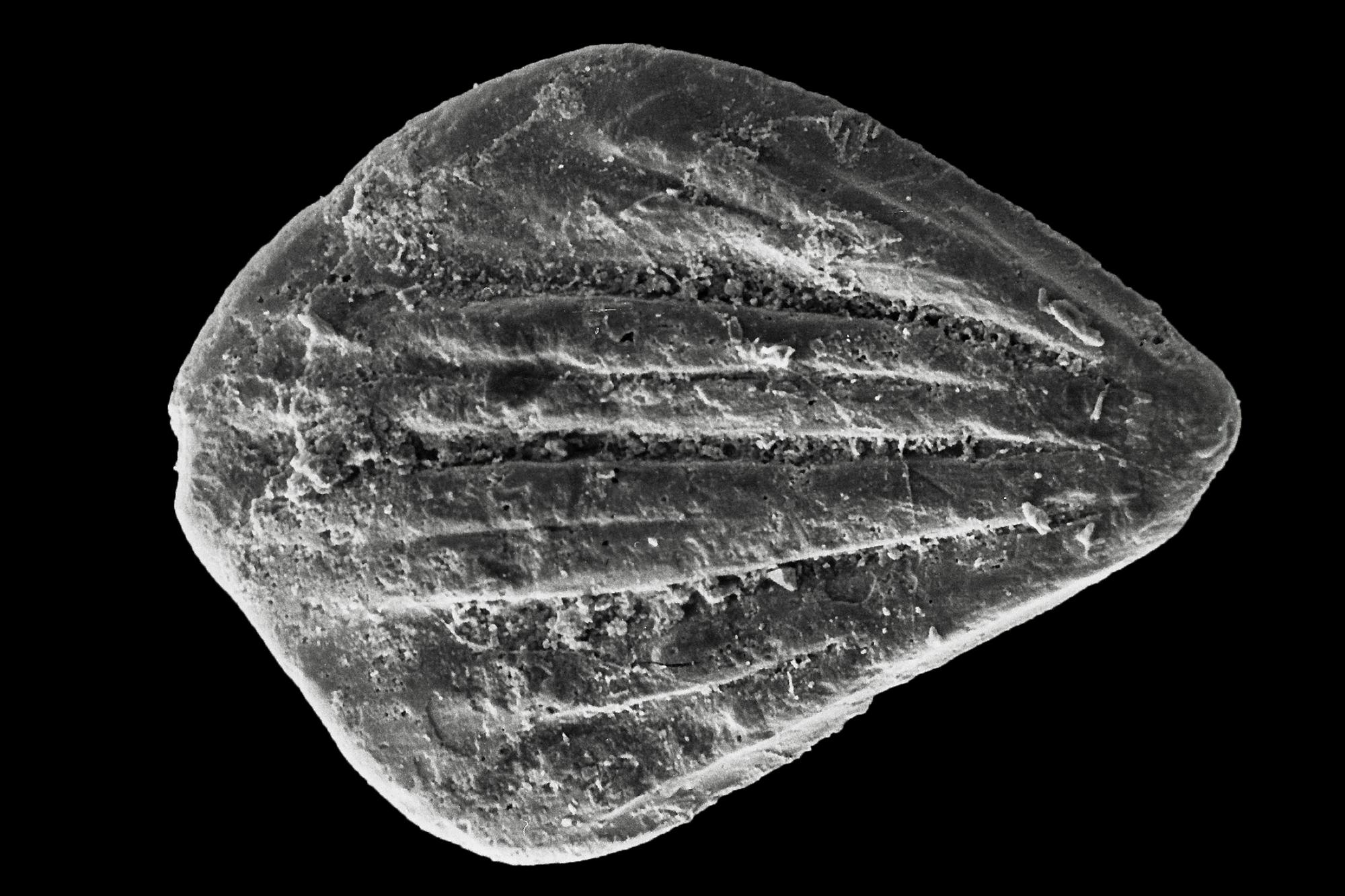 Thelodus visvaldi | Fossiilid.info