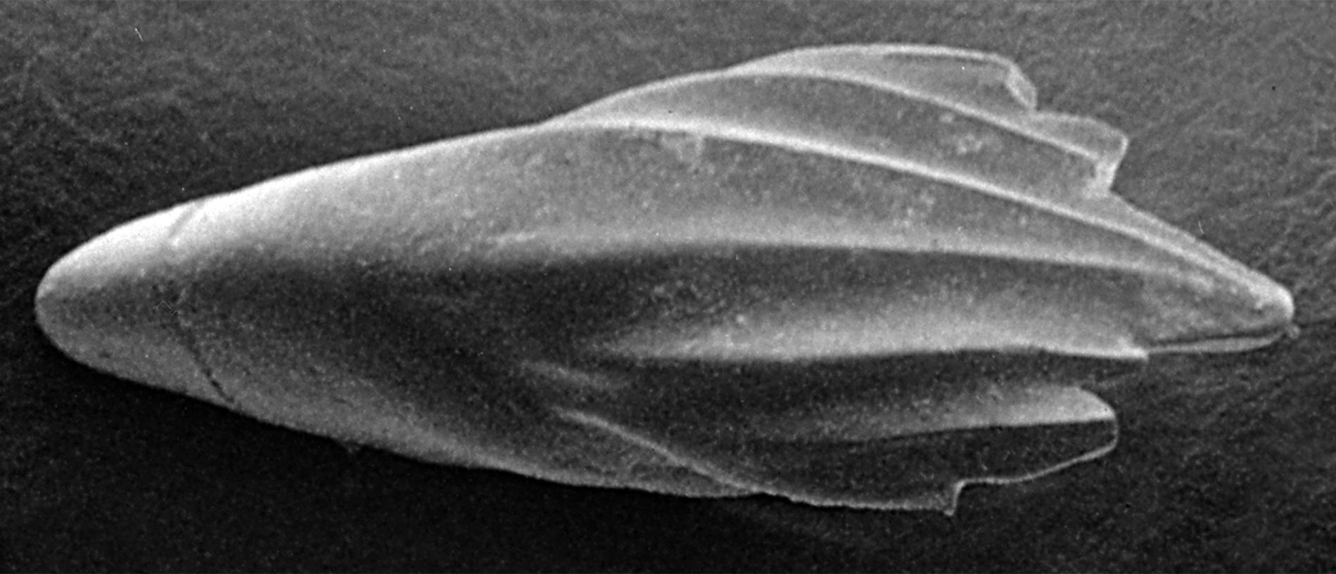 Thelodus parvidens | Fossiilid.info