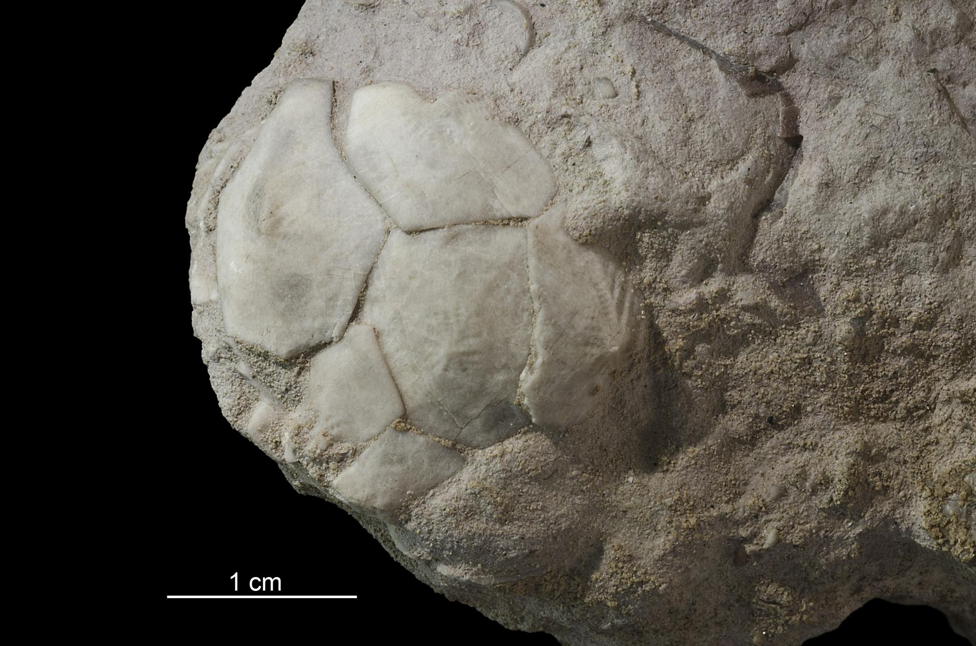 Echinoencrinites laevigatus | Fossiilid.info