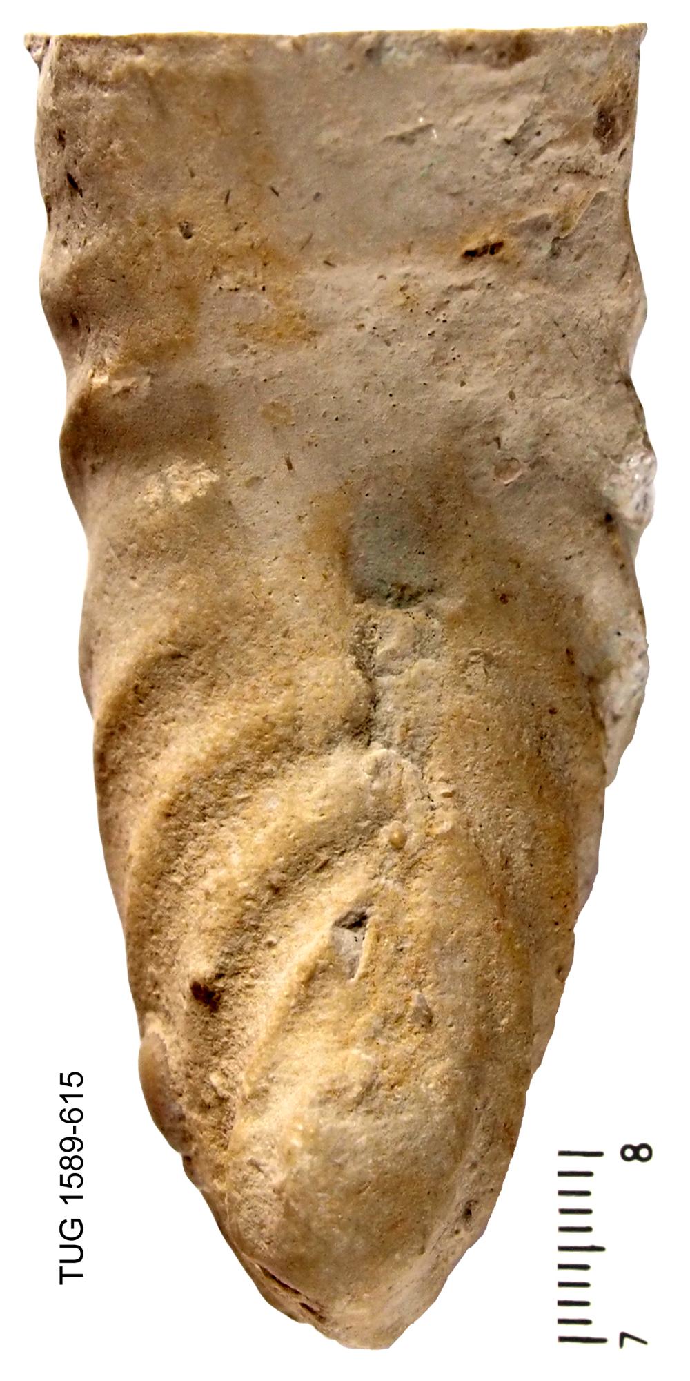 Tainocerataceae | Fossiilid.info