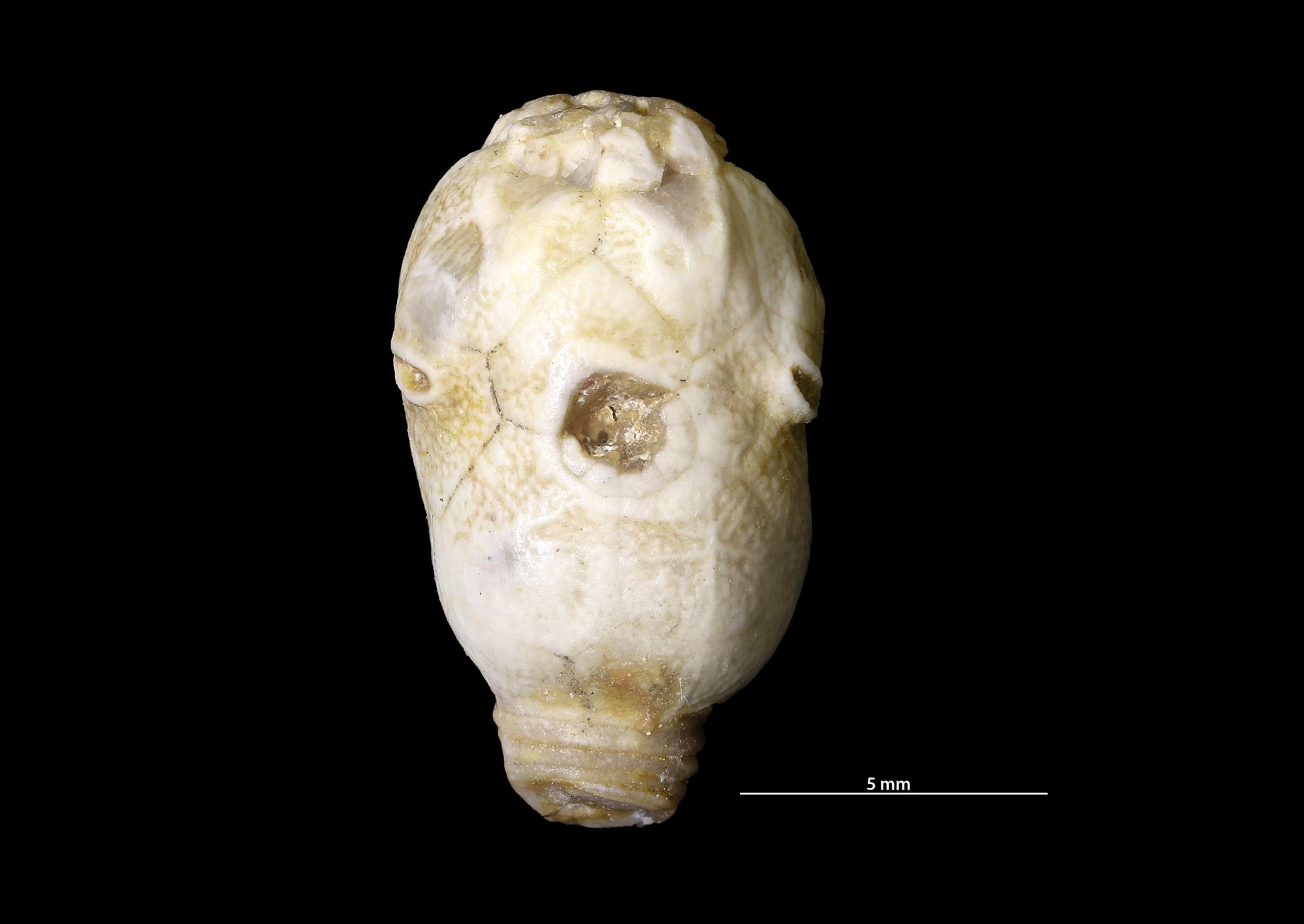 Callocystitidae | Fossiilid.info