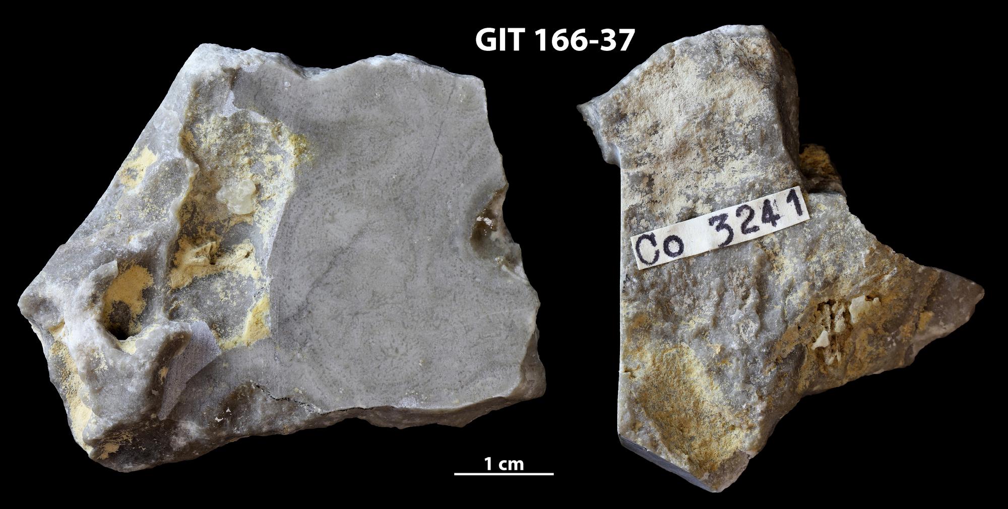 Stromatoporoidea | Fossiilid.info