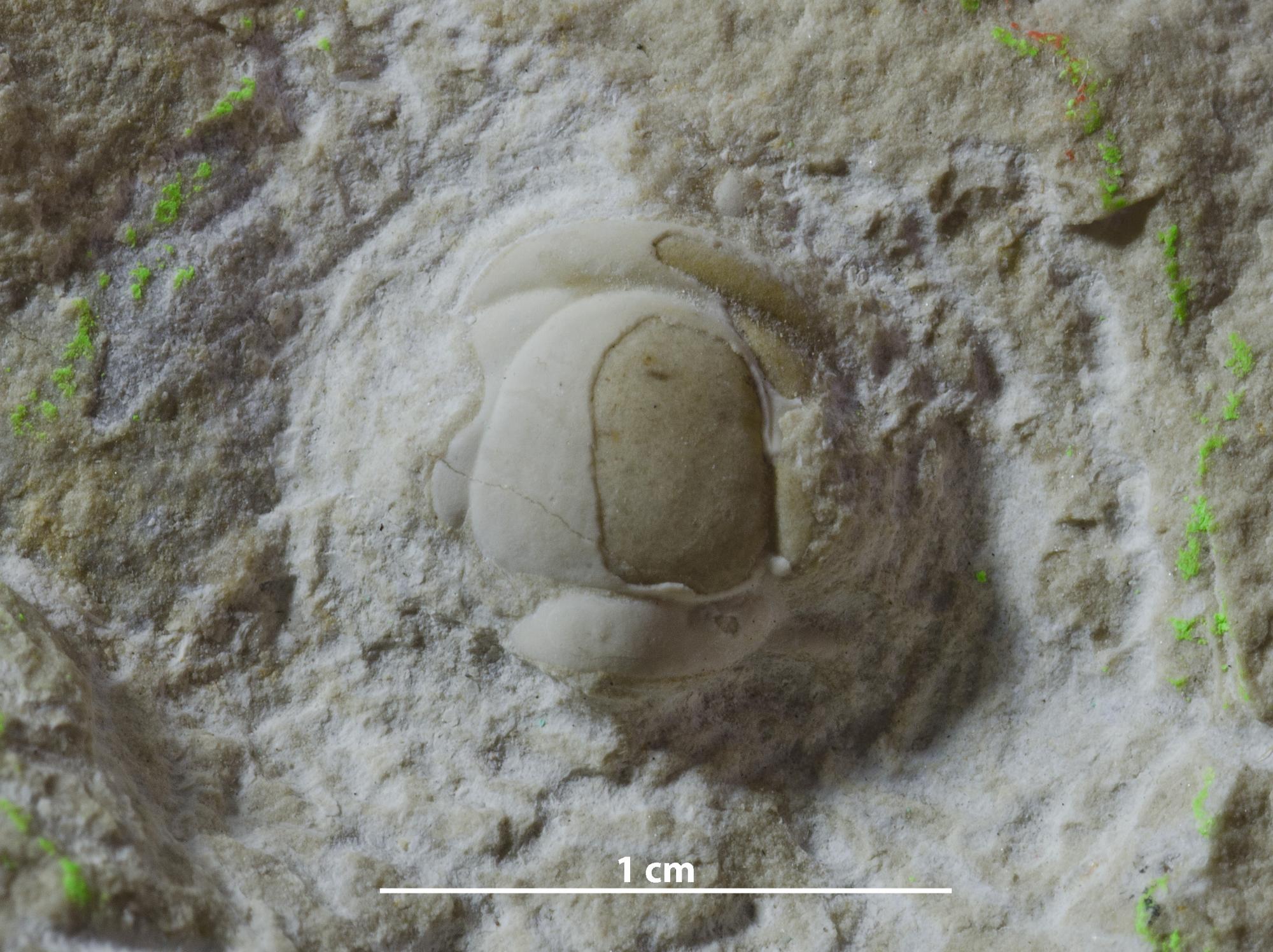 Proetus ramisulcatus | fossiilid.info