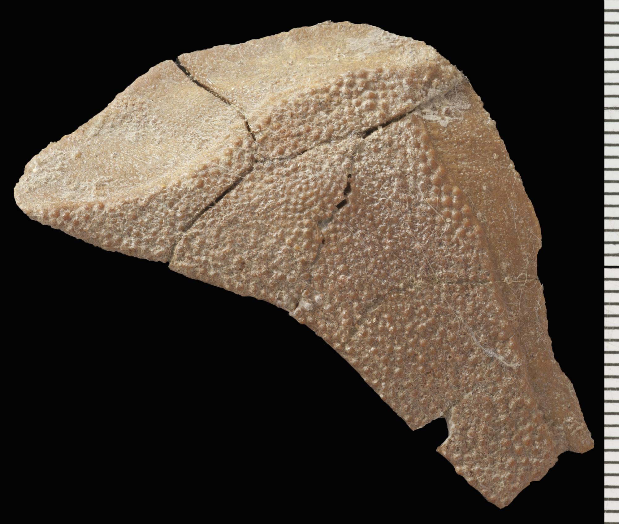 Coccosteus markae | Fossiilid.info