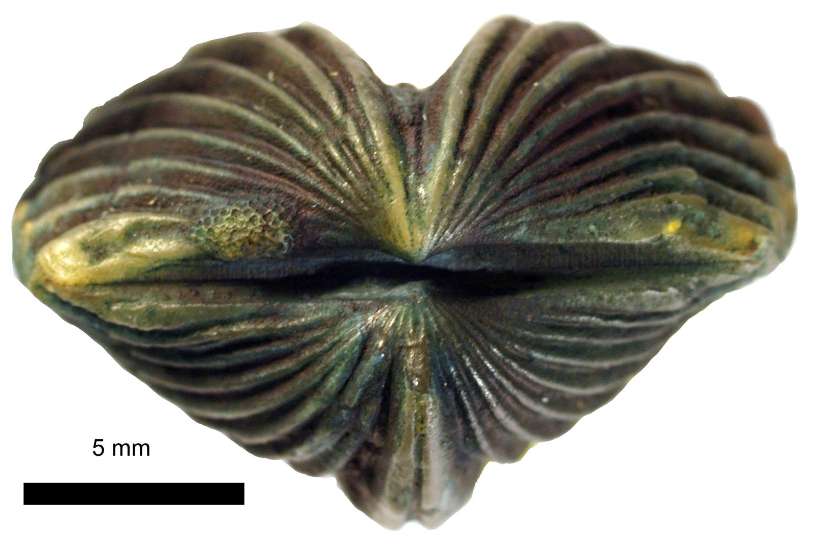 Platystrophia crassoplicata | Fossiilid.info