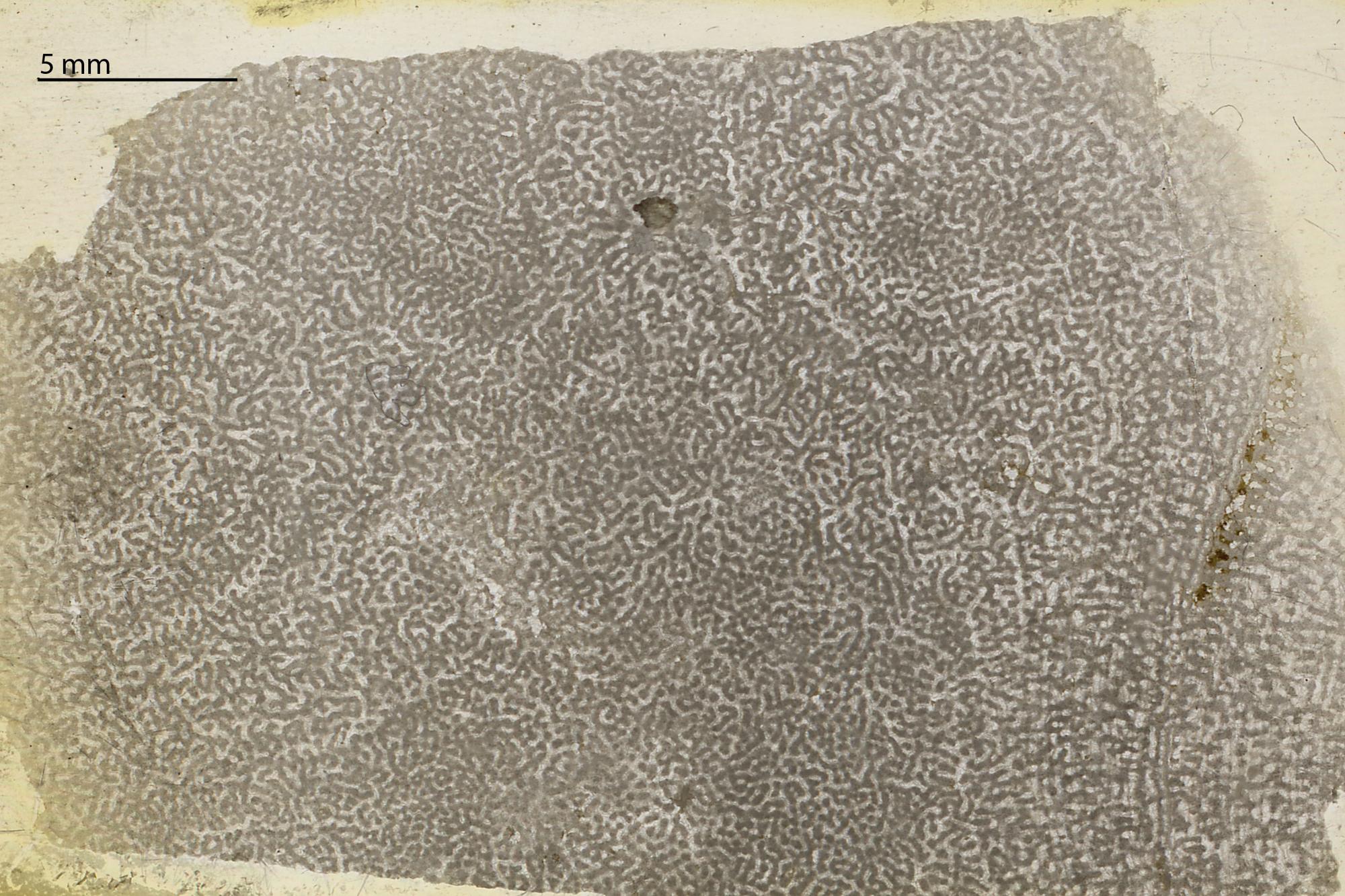 Stromatopora sibirica | fossiilid.info