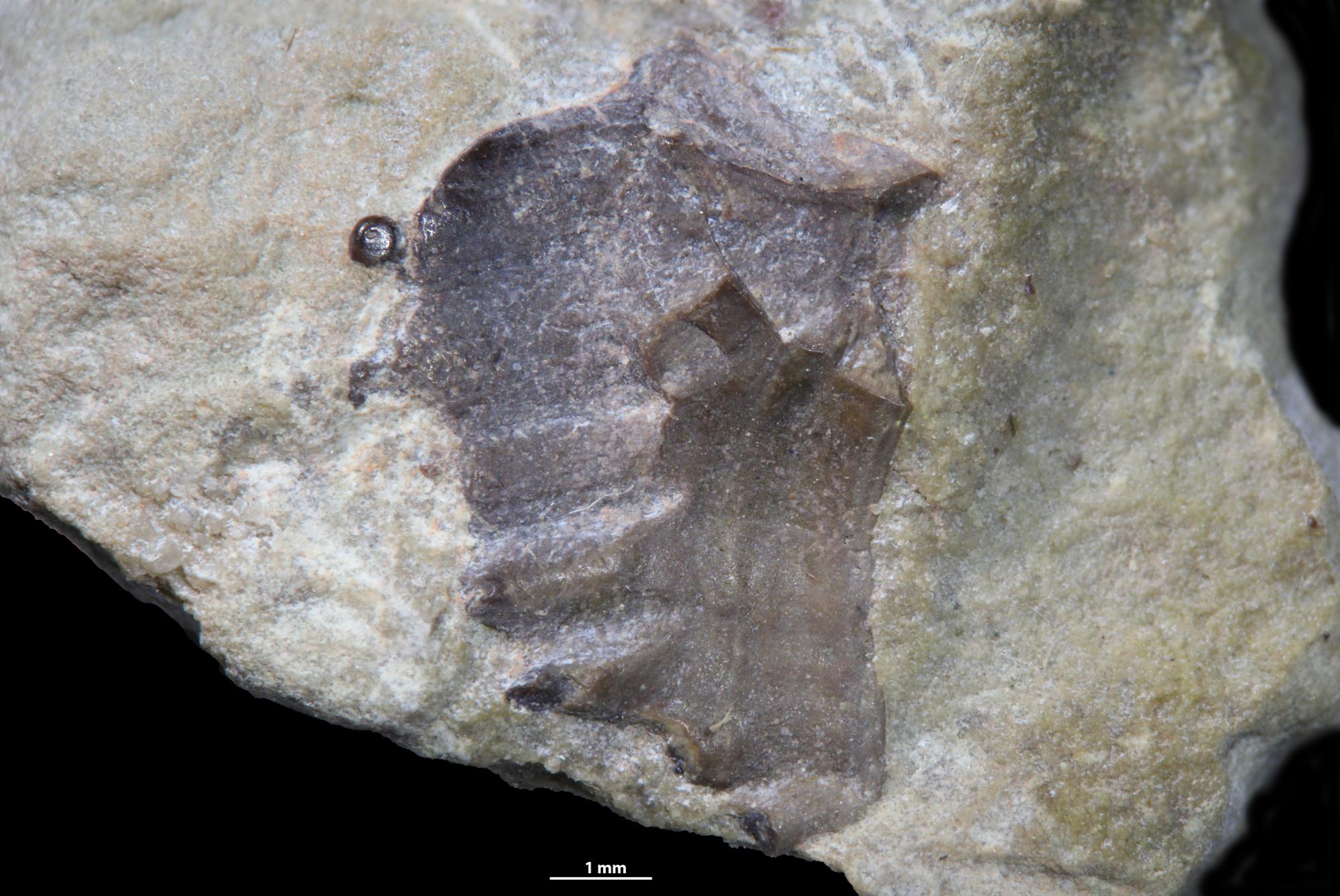 Plourdosteus mironovi | Fossiilid.info