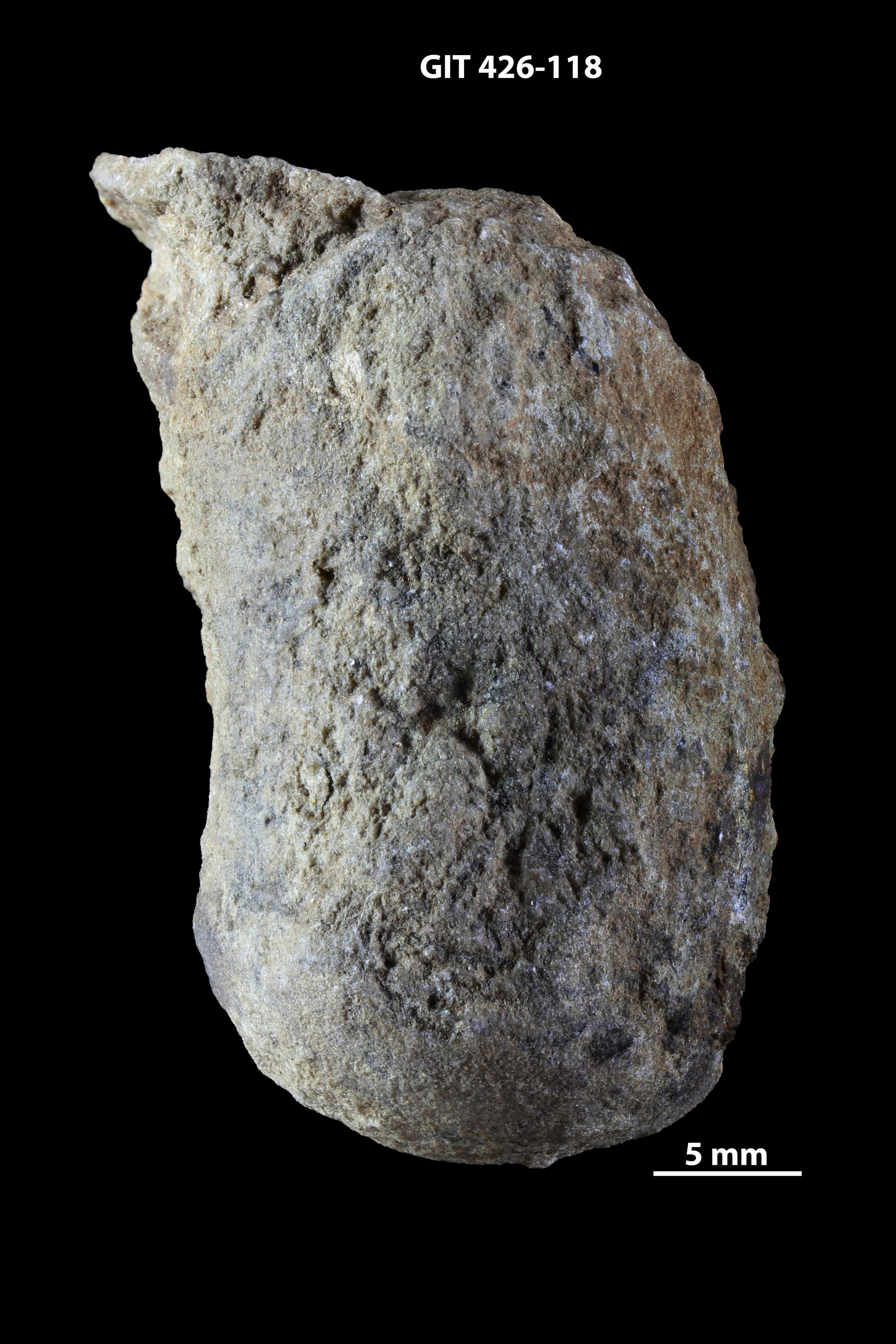 Tragoceras arciforme | Fossiilid.info