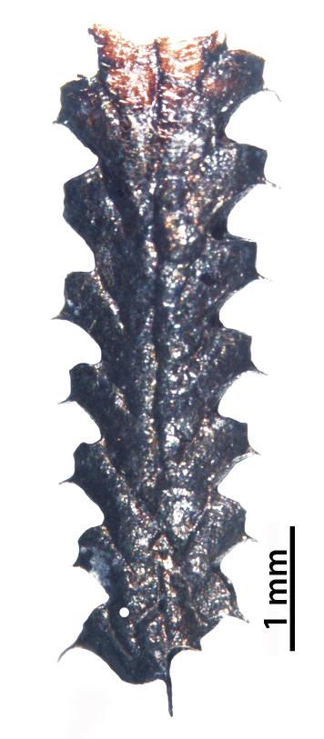Amplexograptus | Fossiilid.info