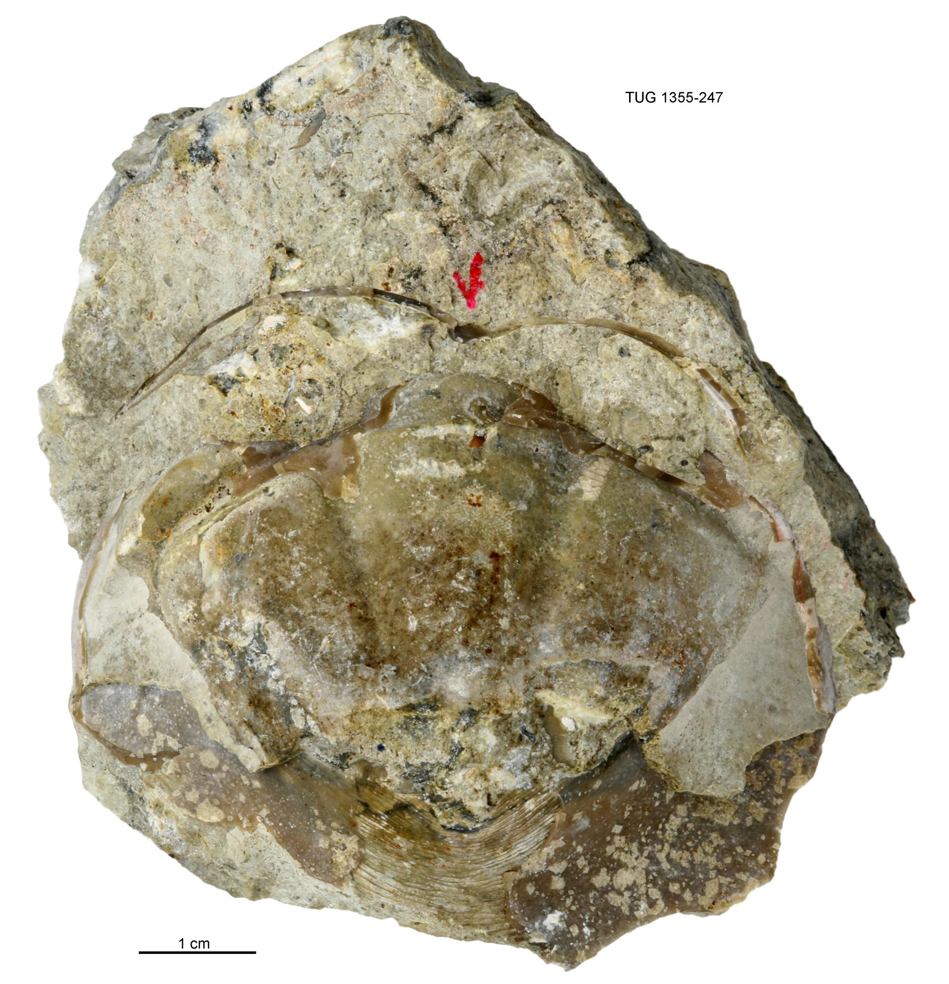 Xenasaphus | fossiilid.info