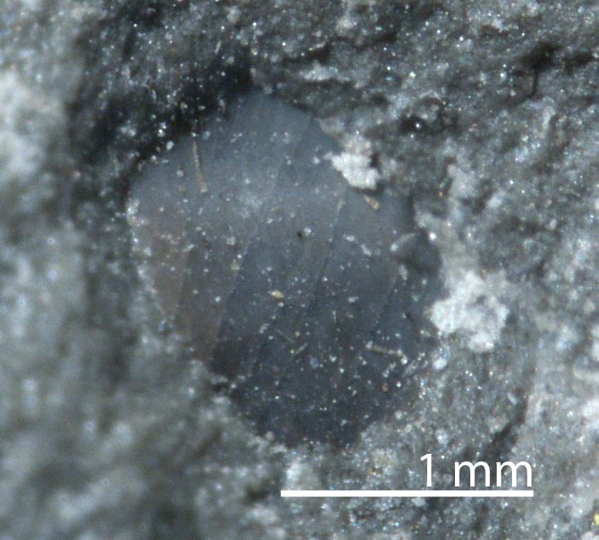 Cheirolepidiformes | Fossiilid.info