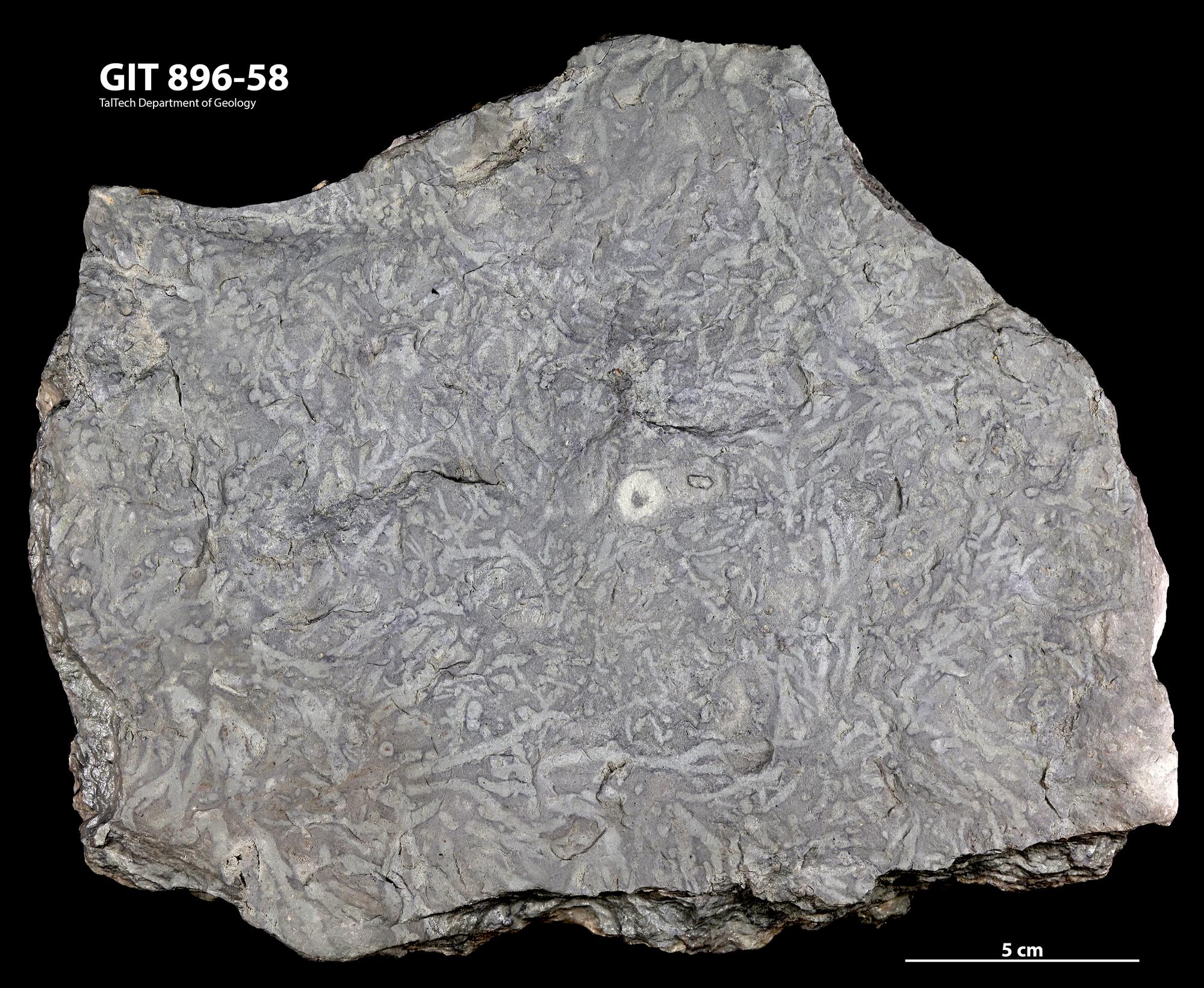 Chondrites | Fossiilid.info