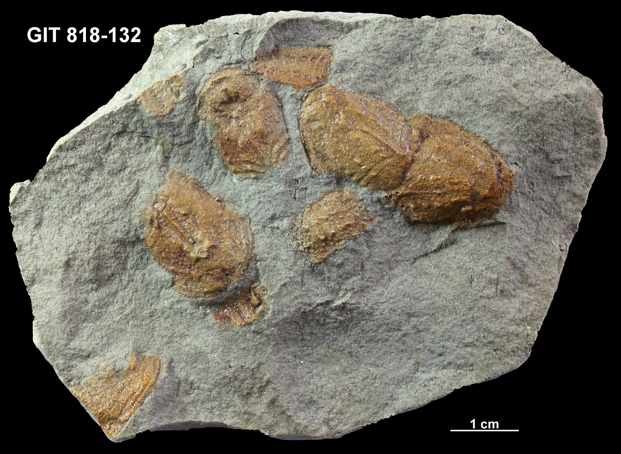 Cephalaspidomorphi | Fossiilid.info