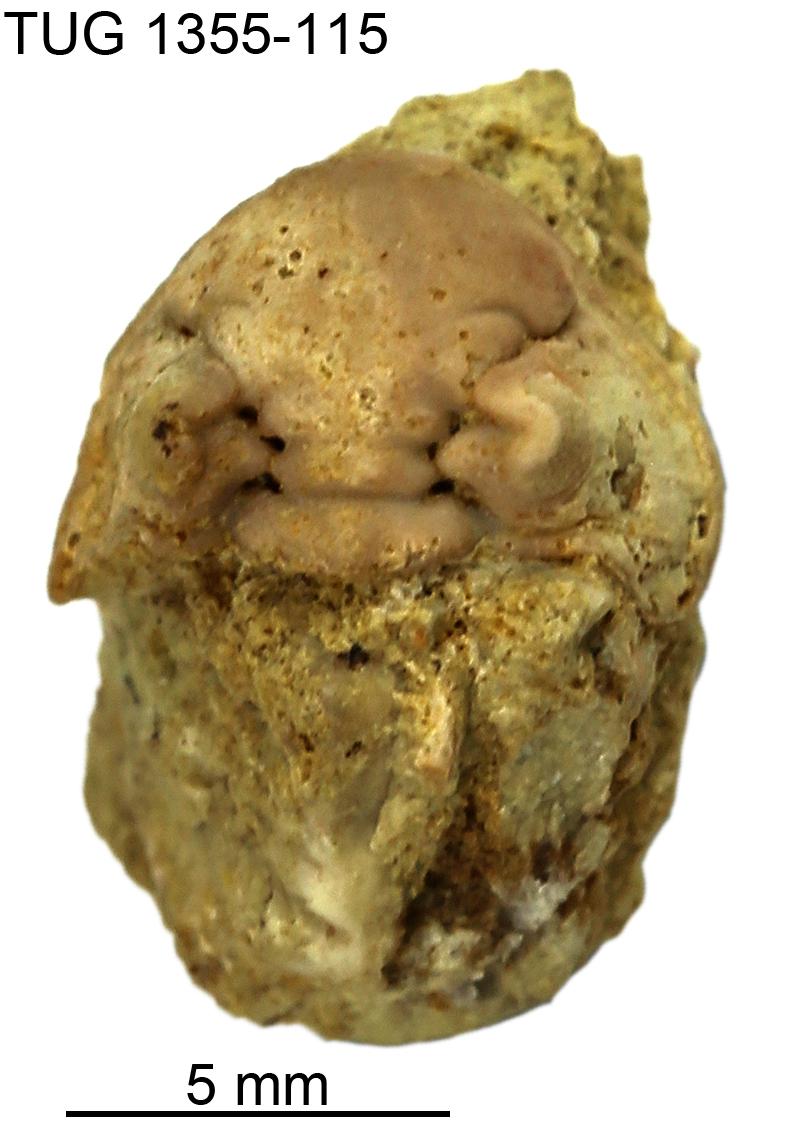 Cybele panderi | Fossiilid.info