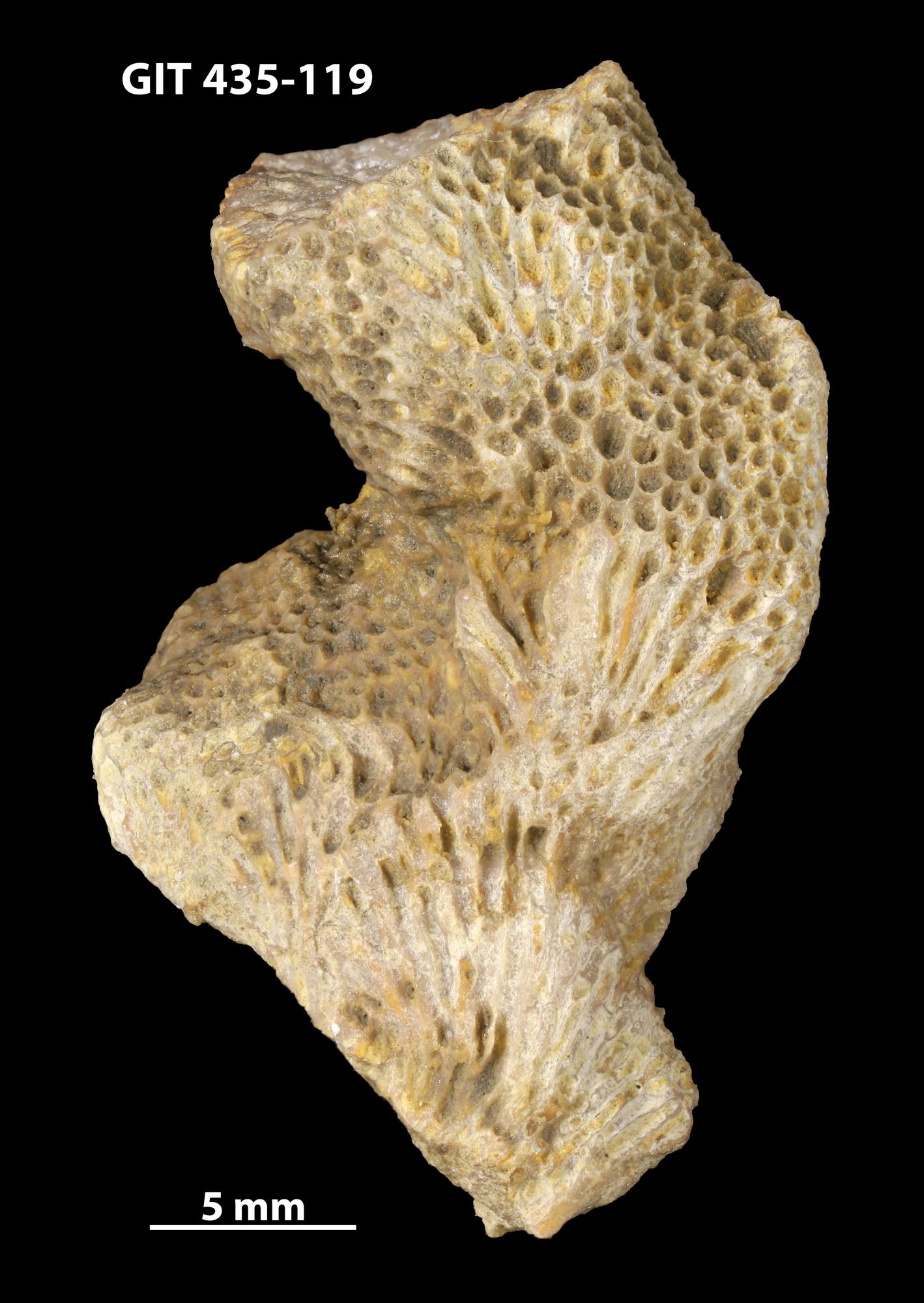 Demospongiae Fossil Demospongiae Vs Sclerospongiae: What's The