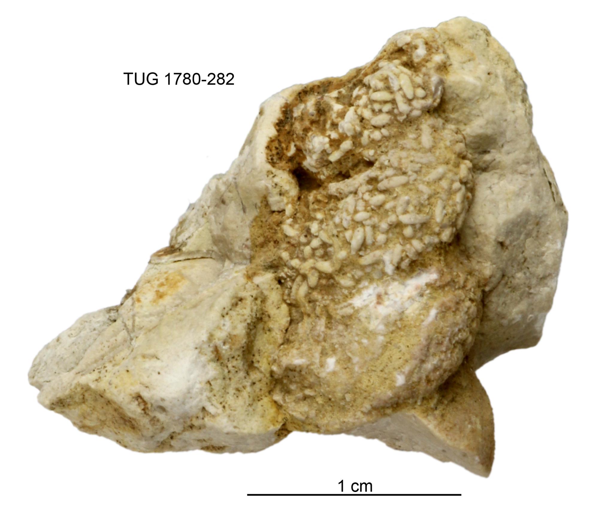 Hormotoma | Fossiilid.info