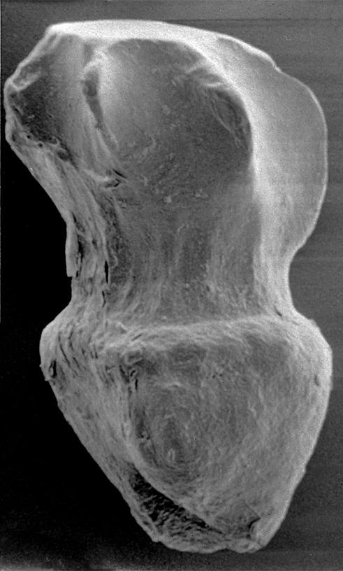 Thelodus traquairi | Fossiilid.info