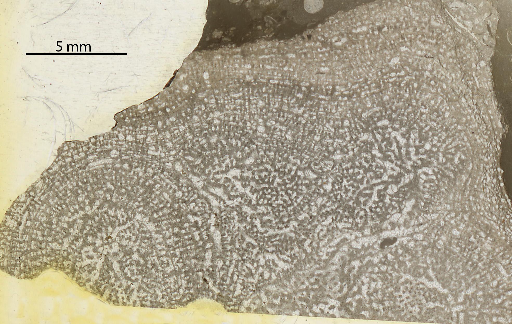 Stromatopora lenensis | Fossiilid.info