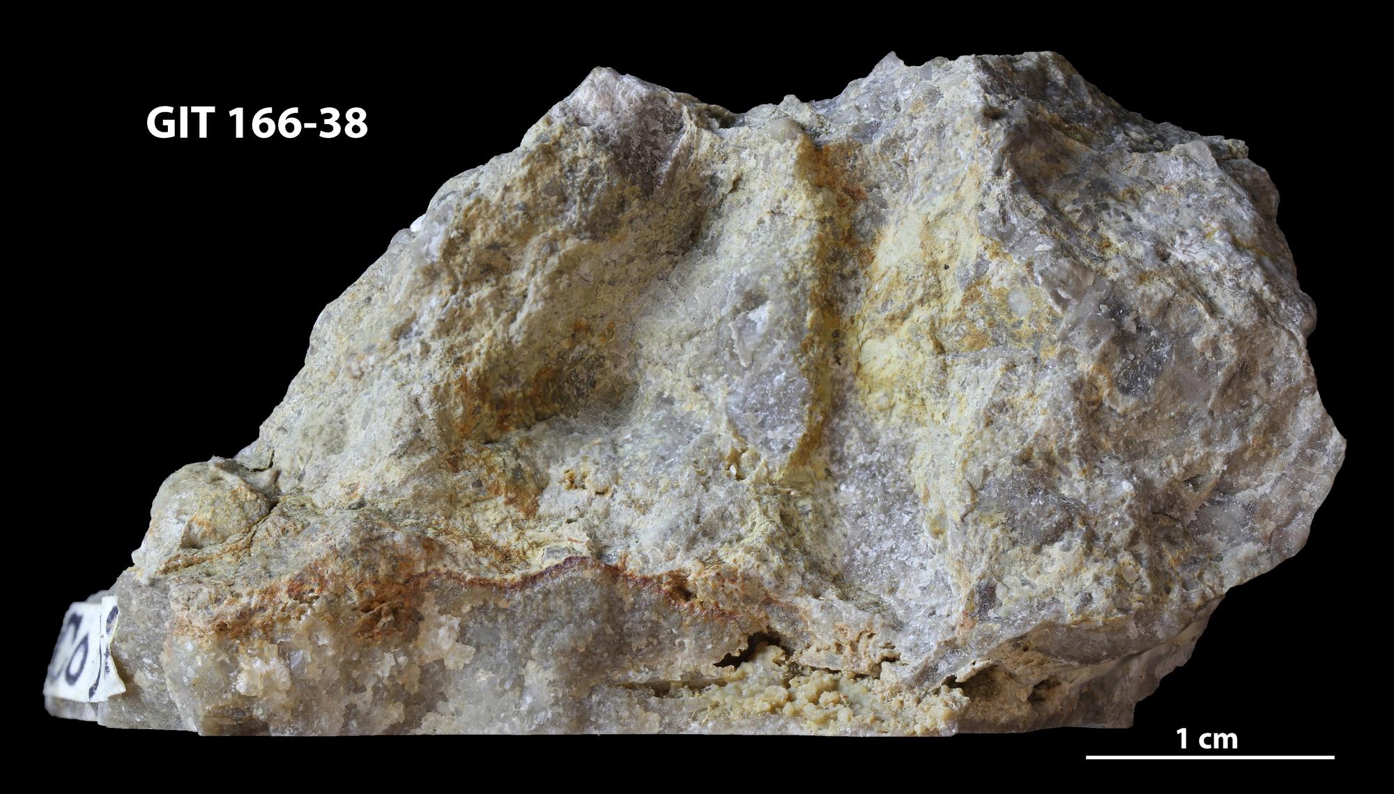 Stromatoporoidea | Fossiilid.info
