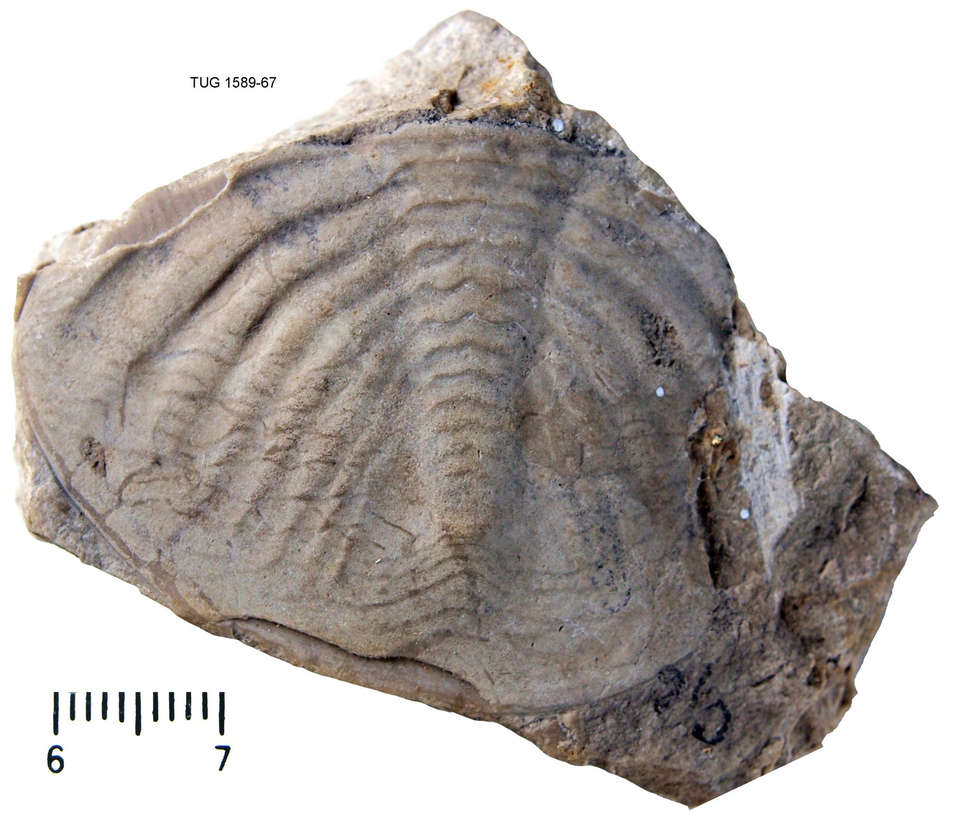 Basilicus lawrowi | fossiilid.info