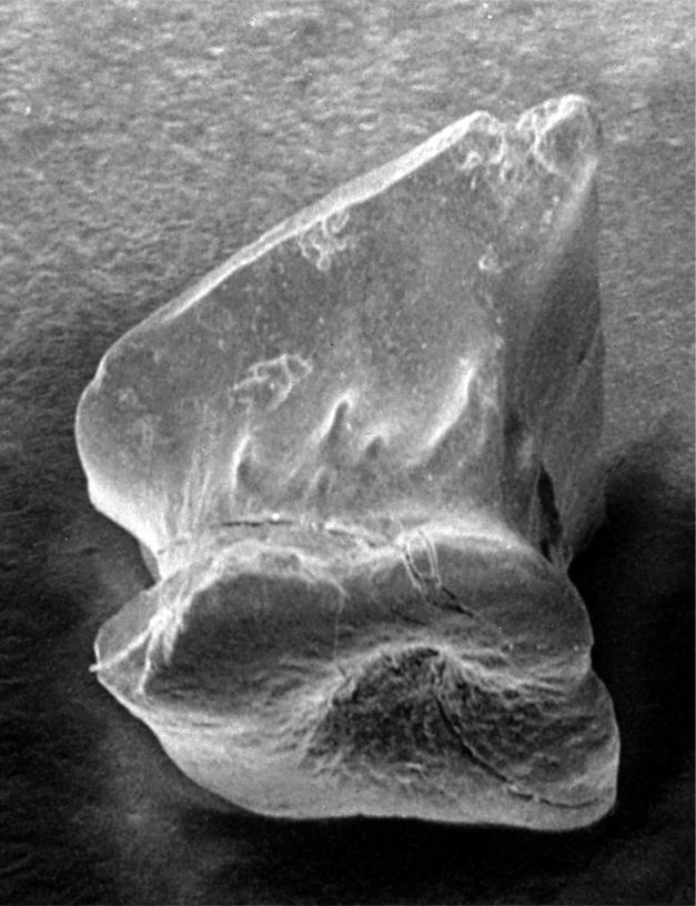 Thelodus sculptilis | Fossiilid.info