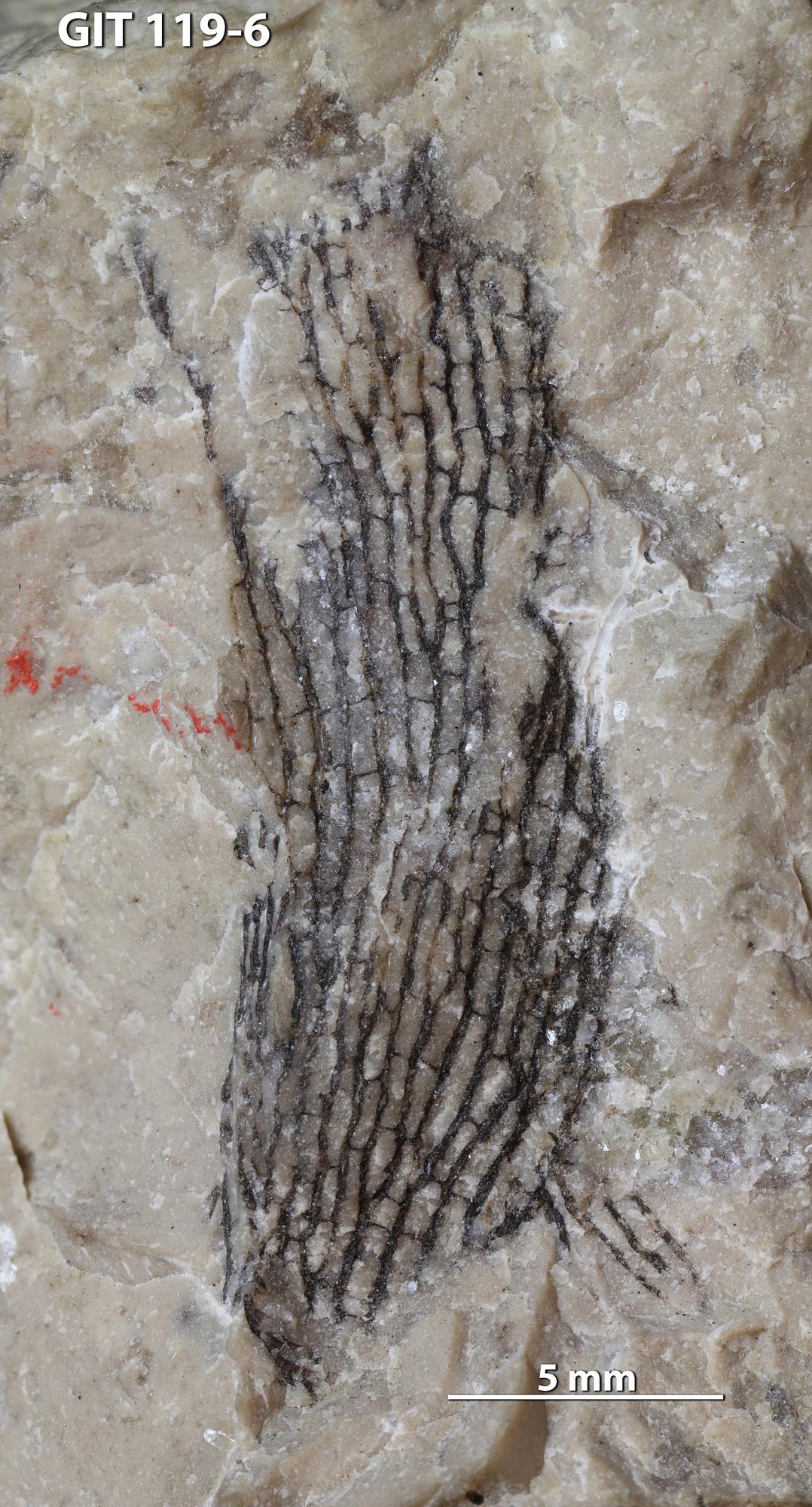 Dictyonema sarvi | Fossiilid.info
