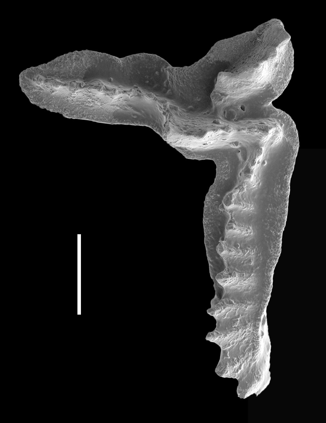 Conodonta | Fossiilid.info