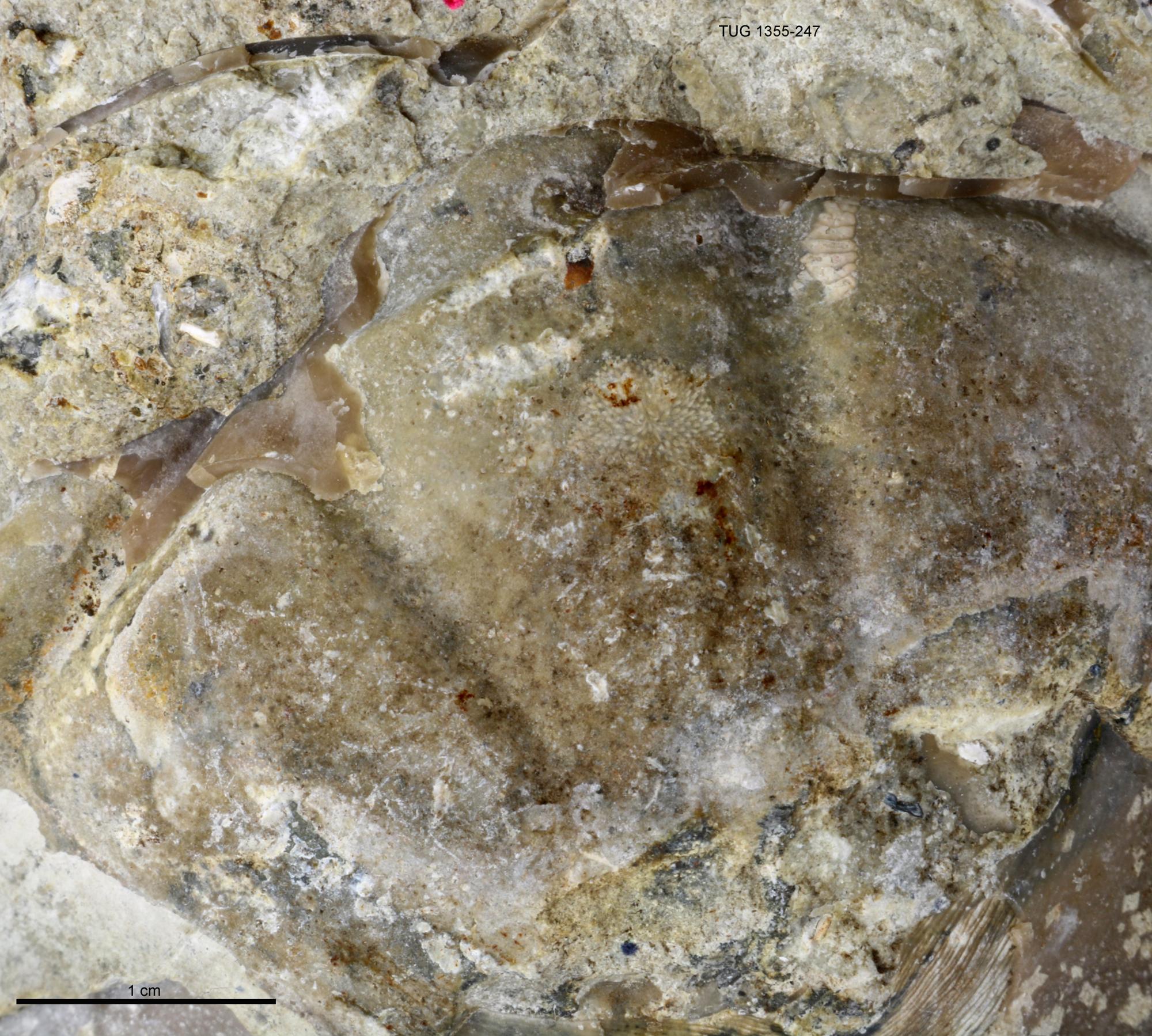 Xenasaphus | Fossiilid.info