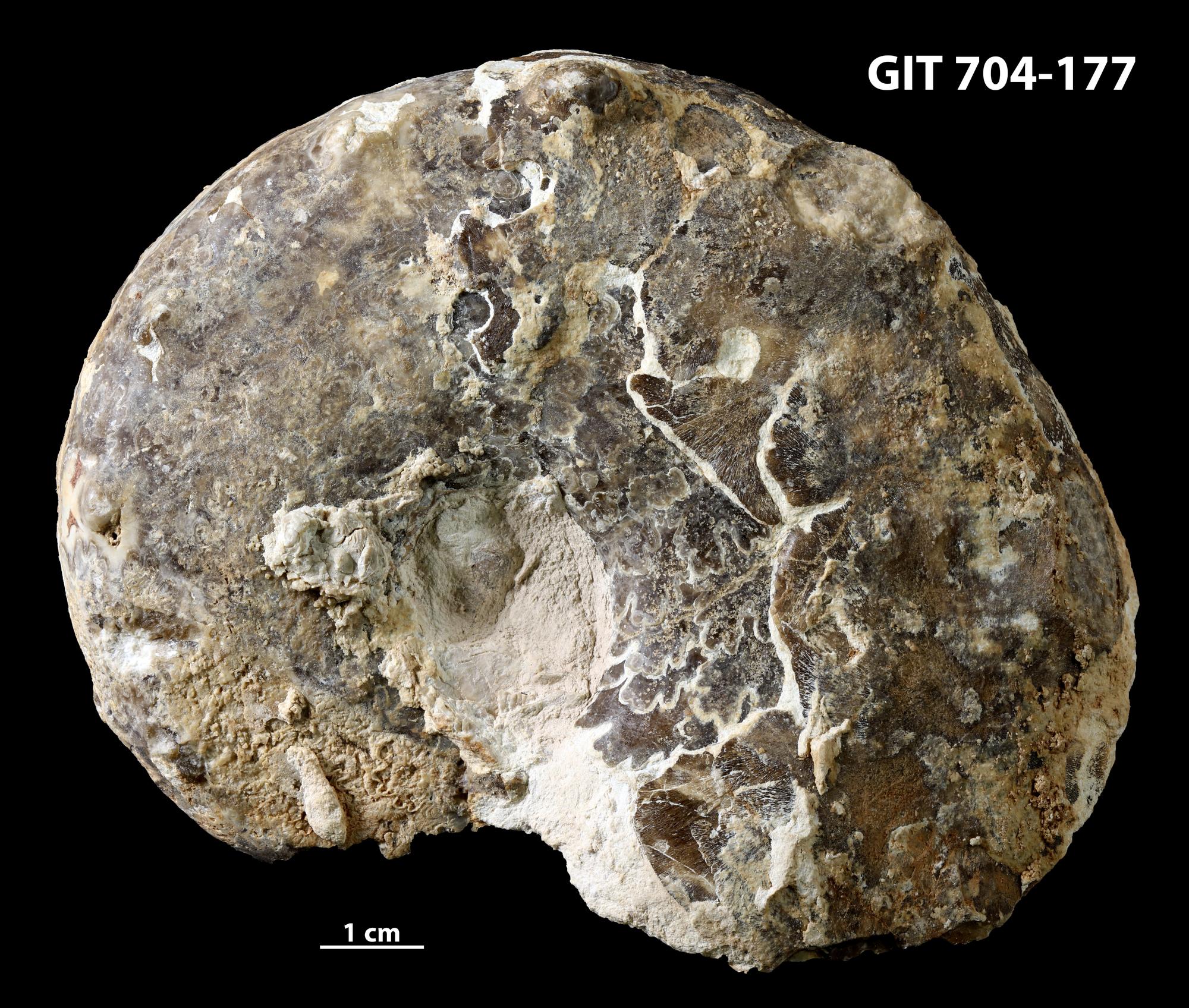 Ammonoidea | Fossiilid.info