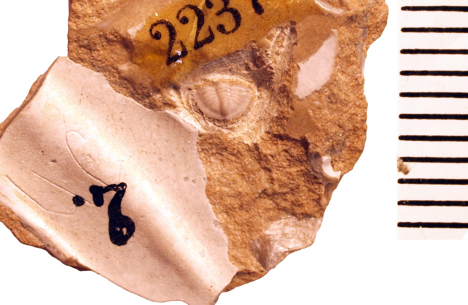 Basilicus | Fossiilid.info