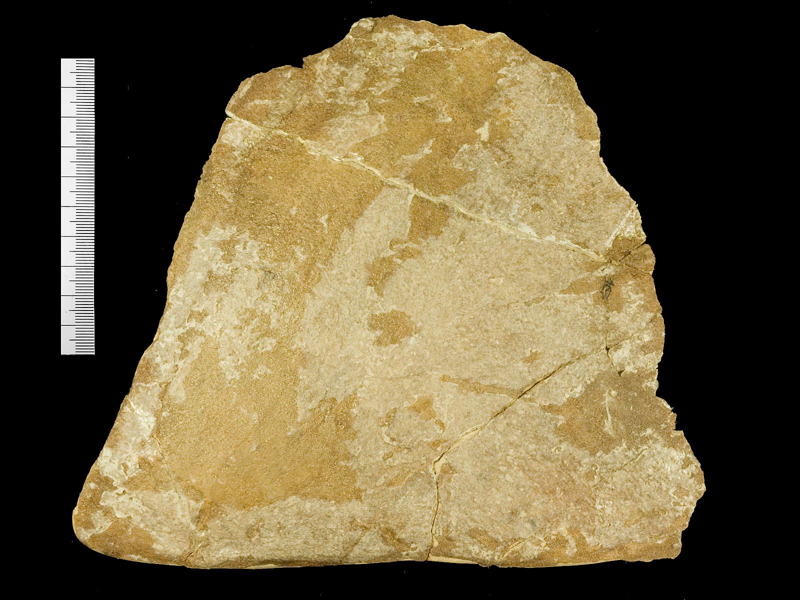 Vladimirolepis proia | Fossiilid.info