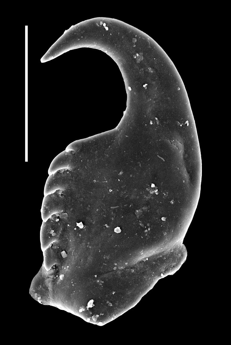 Eunicida | Fossiilid.info