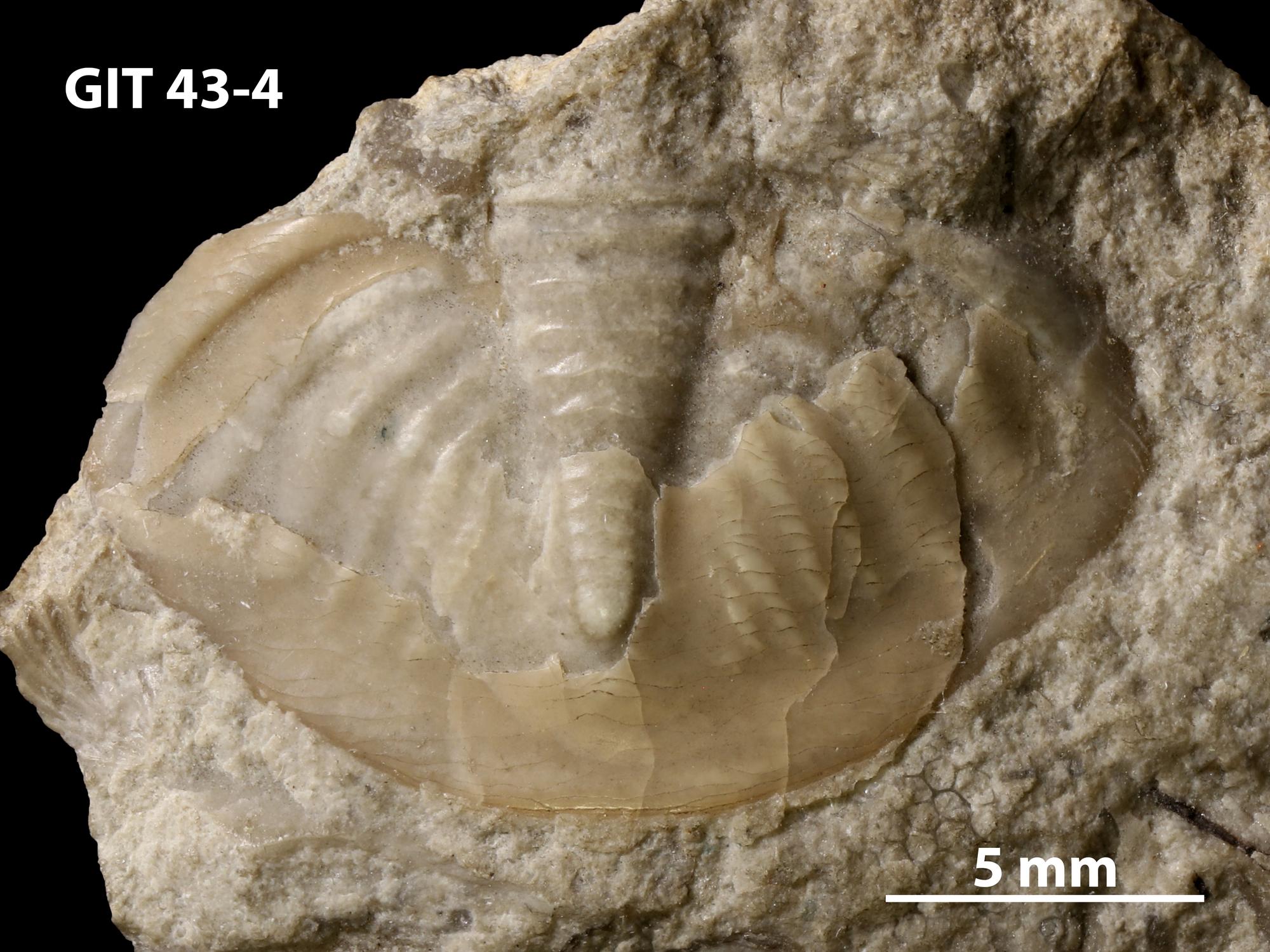 Basilicus lawrowi | Fossiilid.info