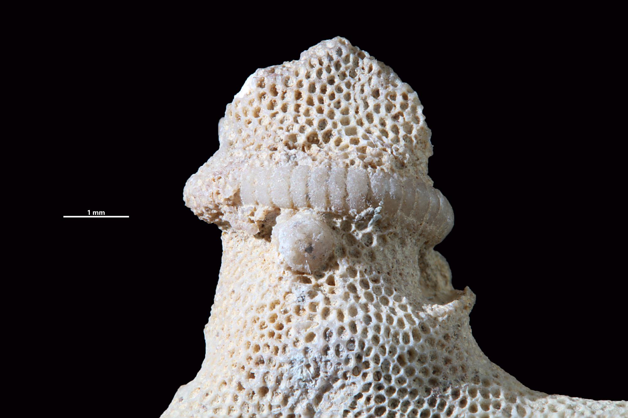 Parvohallopora wesenbergiana | fossiilid.info