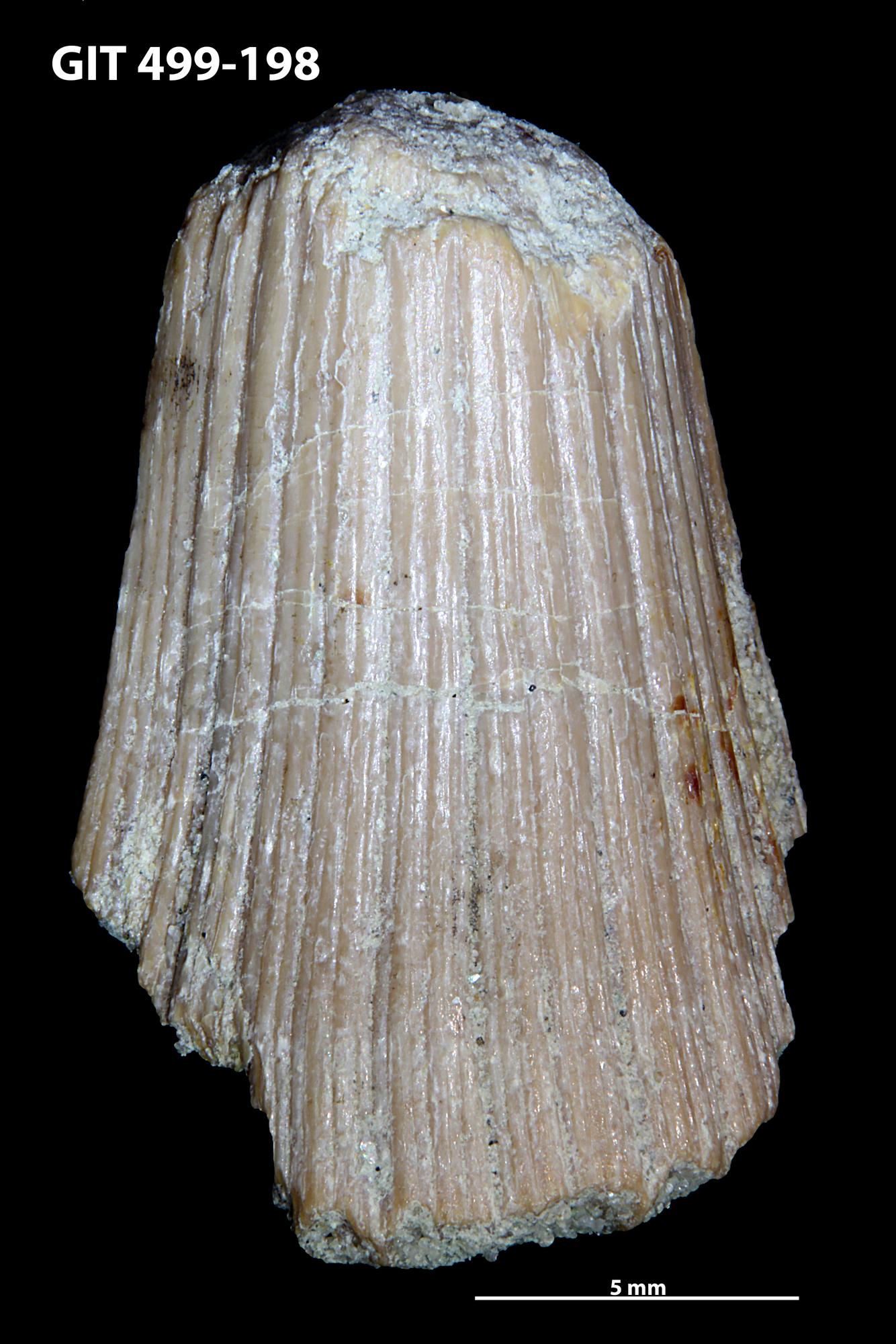 Osteolepiformes | Fossiilid.info