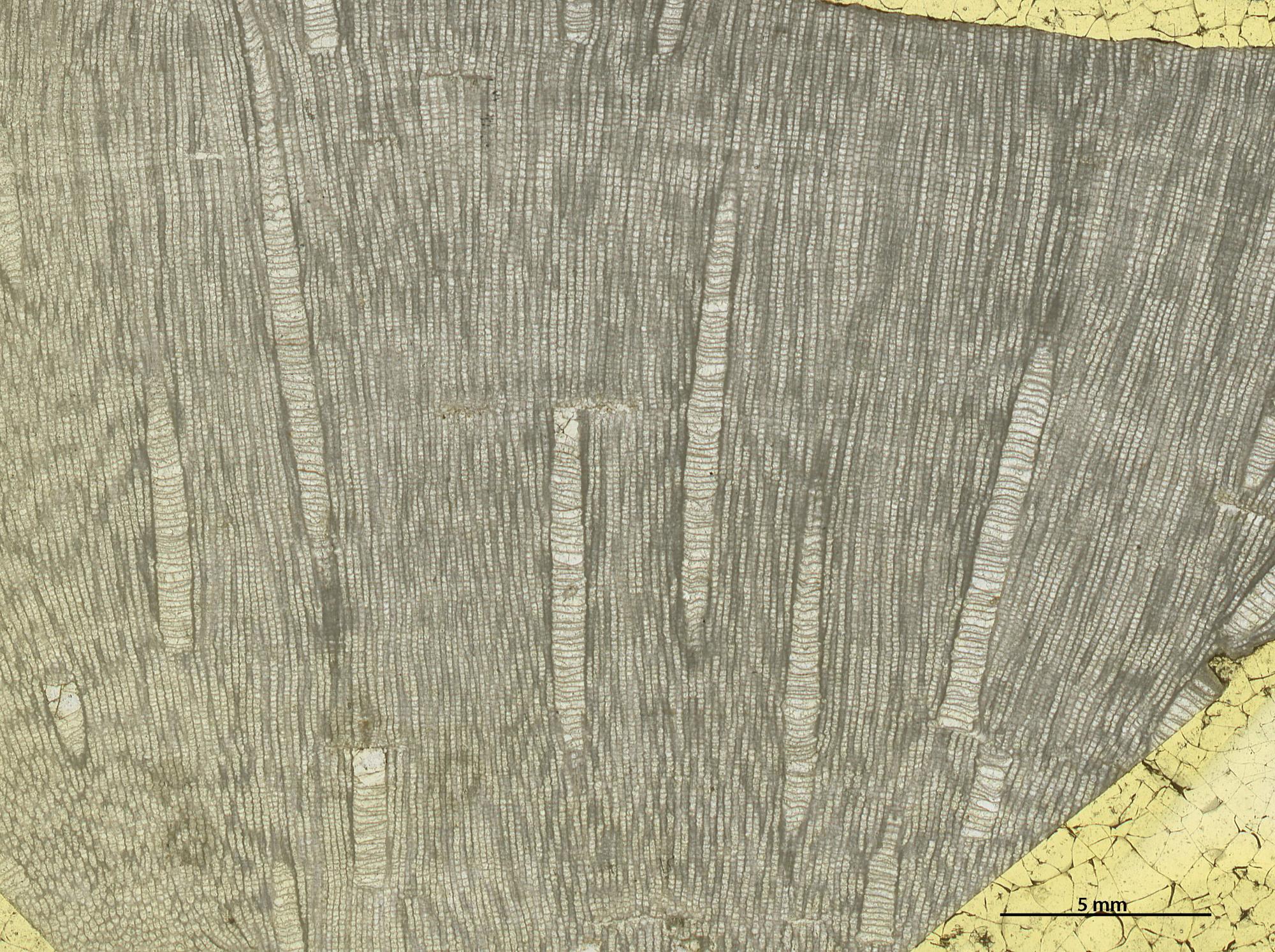 Heliolites interstinctus | Fossiilid.info
