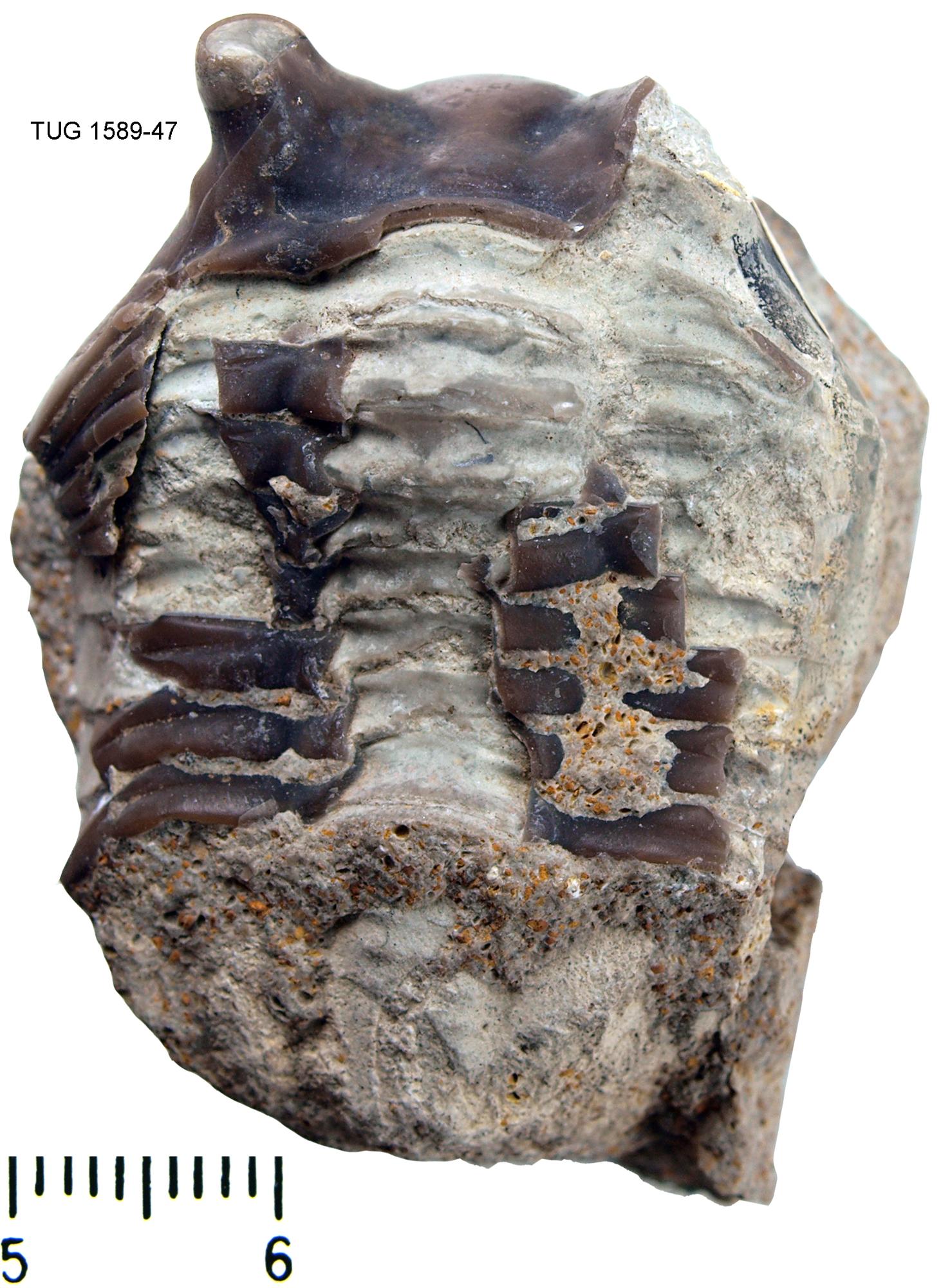 Asaphus holmi | Fossiilid.info