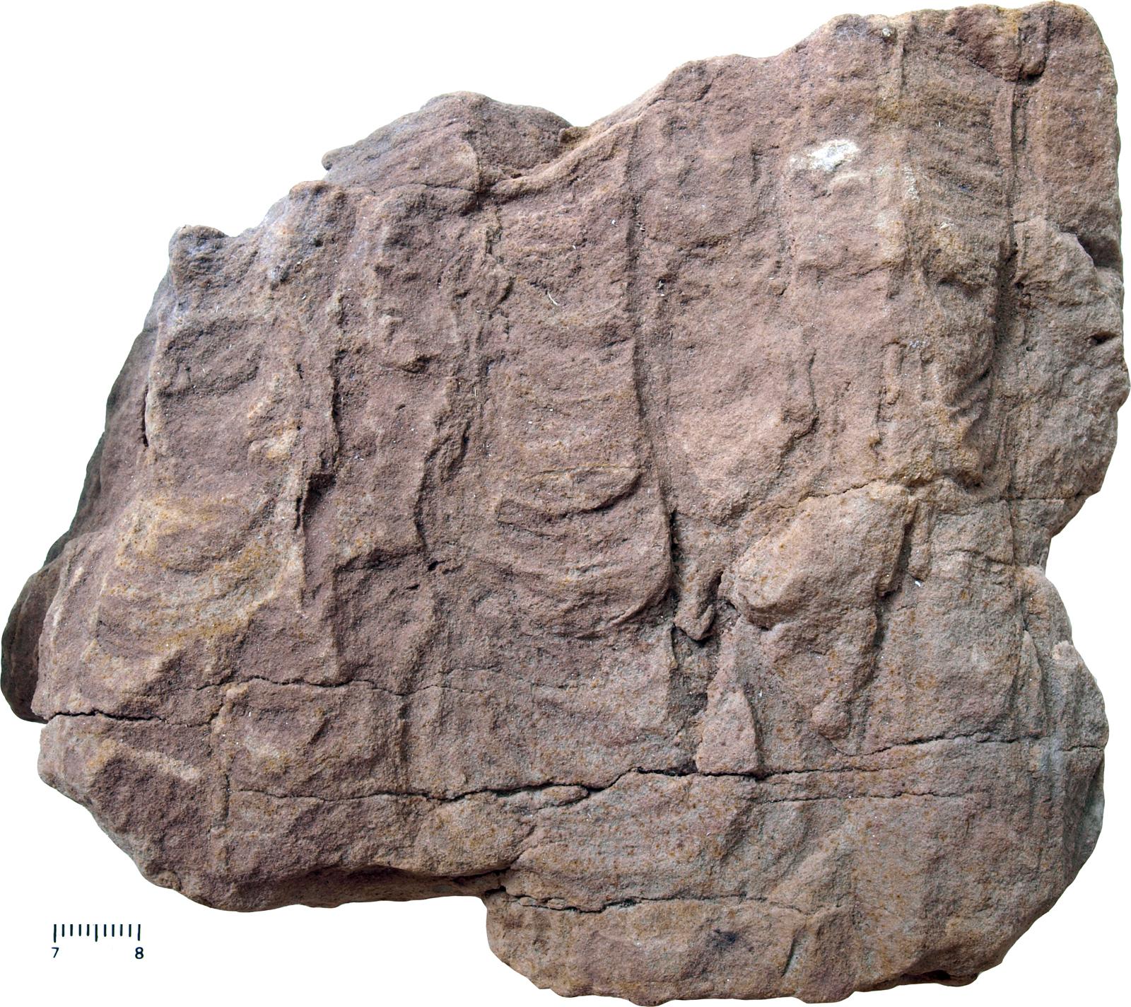 Diplocraterion helmerseni | Fossiilid.info