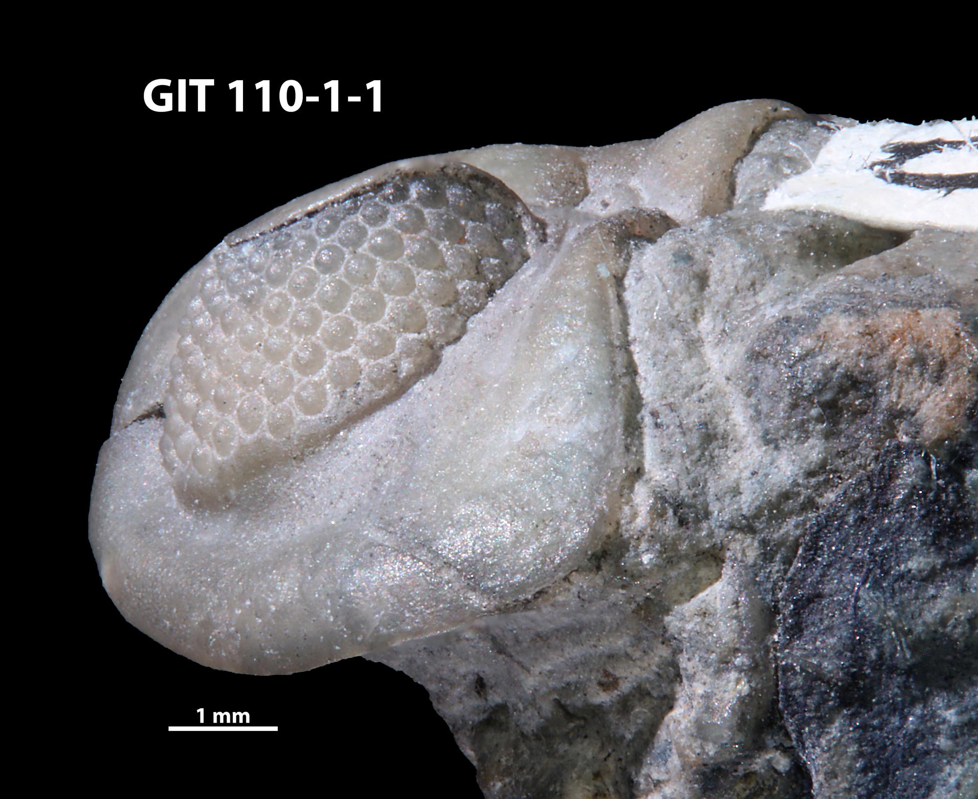 Phacopina | Fossiilid.info