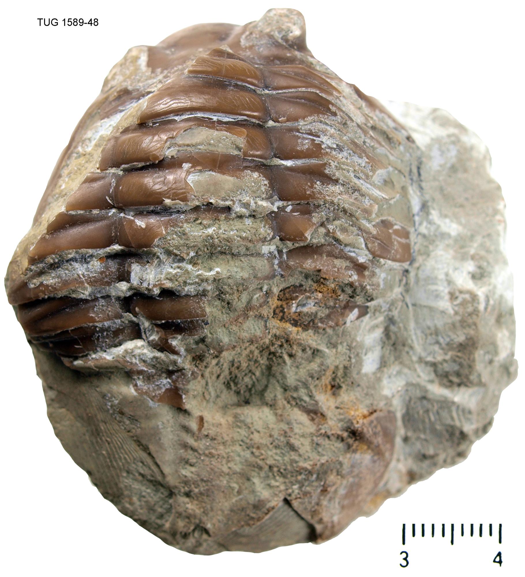 Asaphus laevissimus | Fossiilid.info