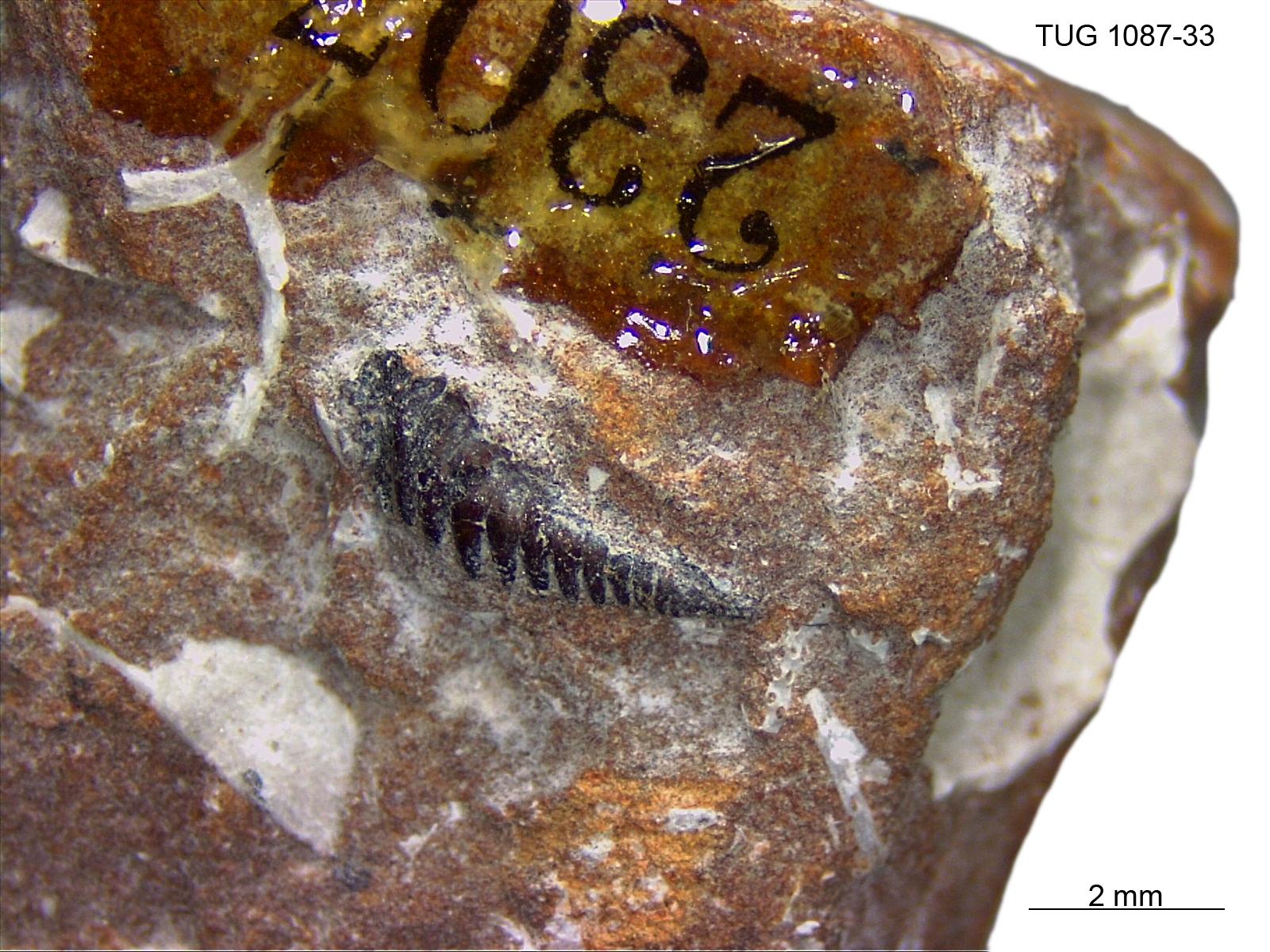 Eunicites bekkeri | Fossiilid.info