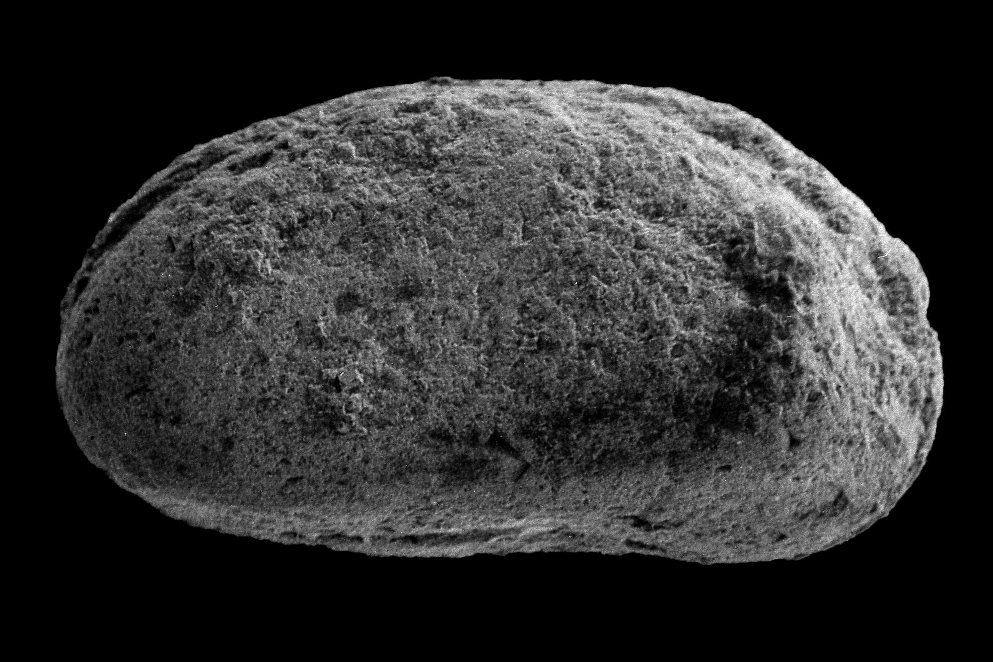 Rectella | Fossiilid.info