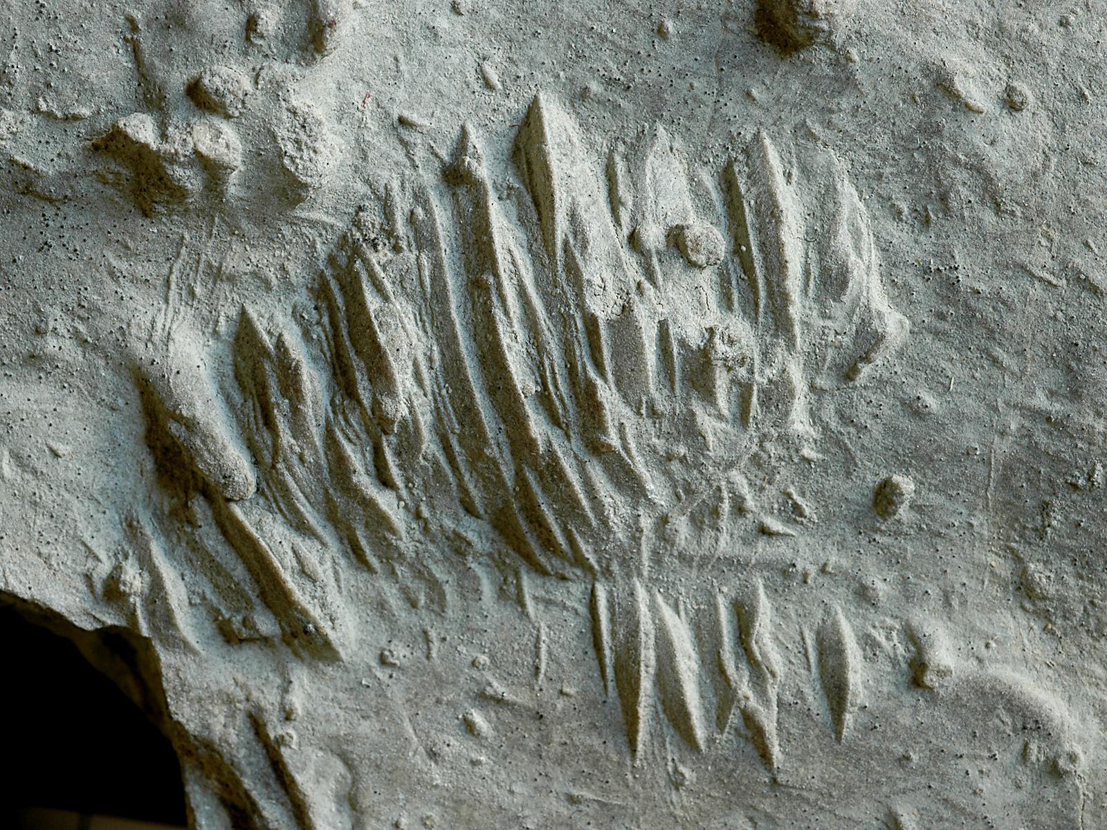 Rusophycus | Fossiilid.info