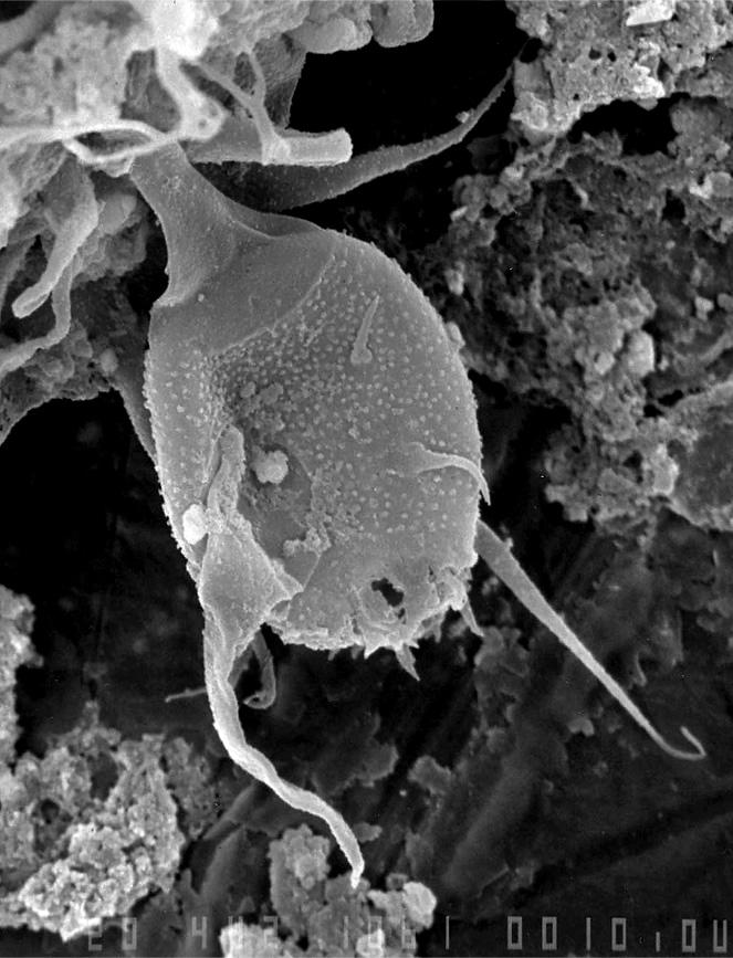 Domasia | Fossiilid.info