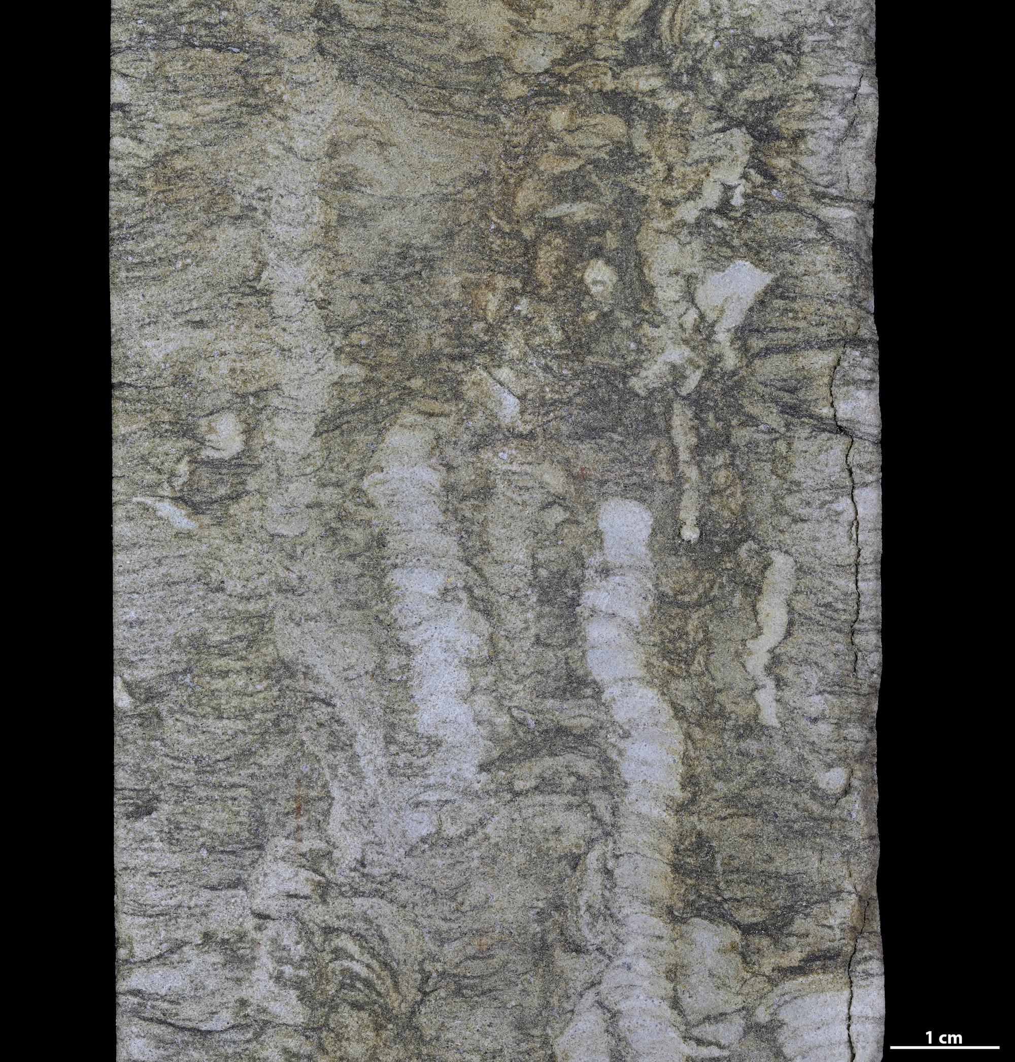 Teichichnus rectus | Fossiilid.info