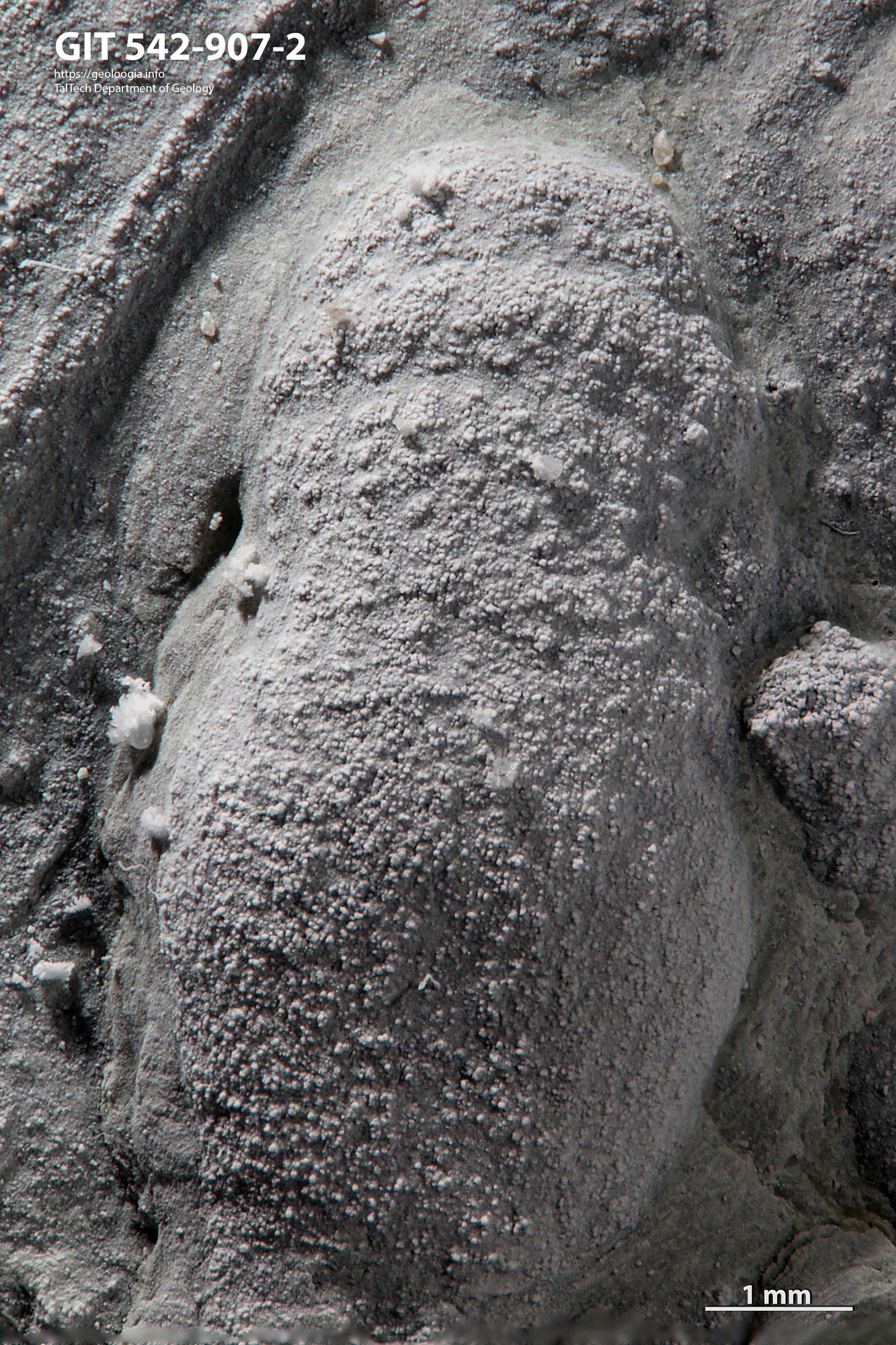 Priapulida | Fossiilid.info