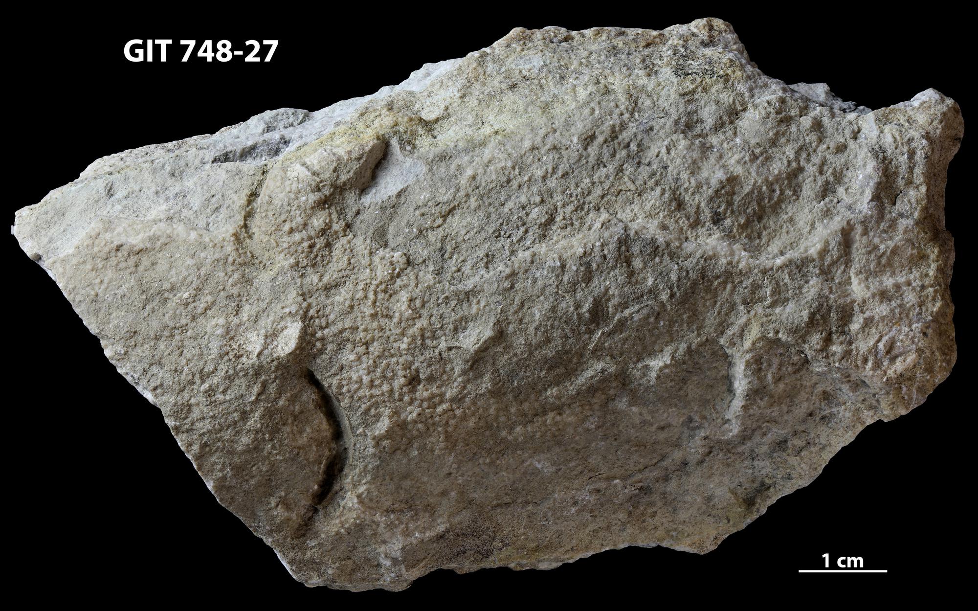 Stromatoporoidea | Fossiilid.info