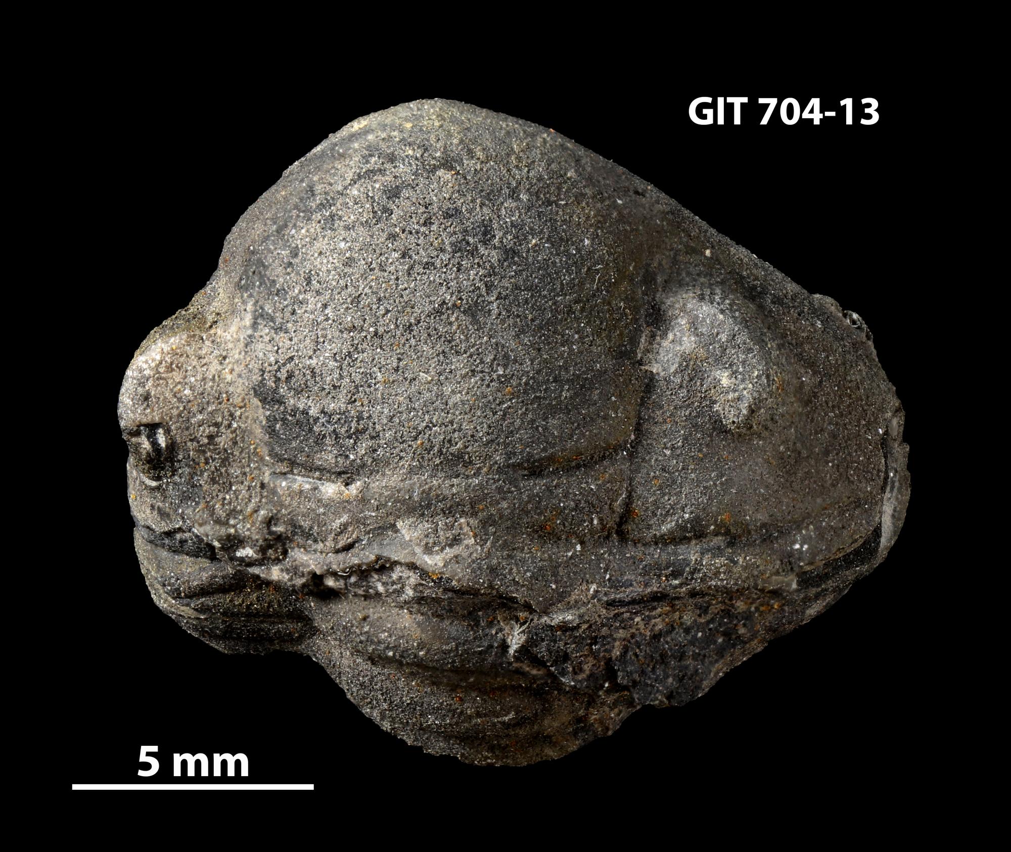 Phacopidina quadrata | Fossiilid.info
